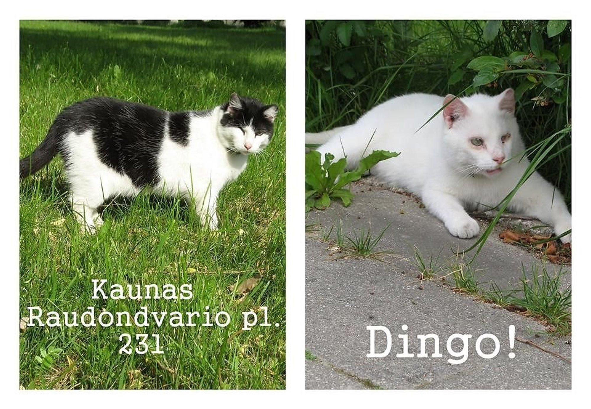 Prašo pagalbos: Kaune dingo aplinkos nepažįstantys katinukai - Delfi kartu