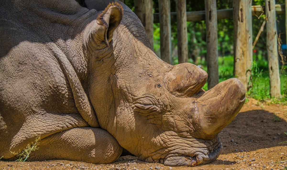 Šiauriniai baltieji raganosiai ant visiško išnykimo ribos - Delfi grynas