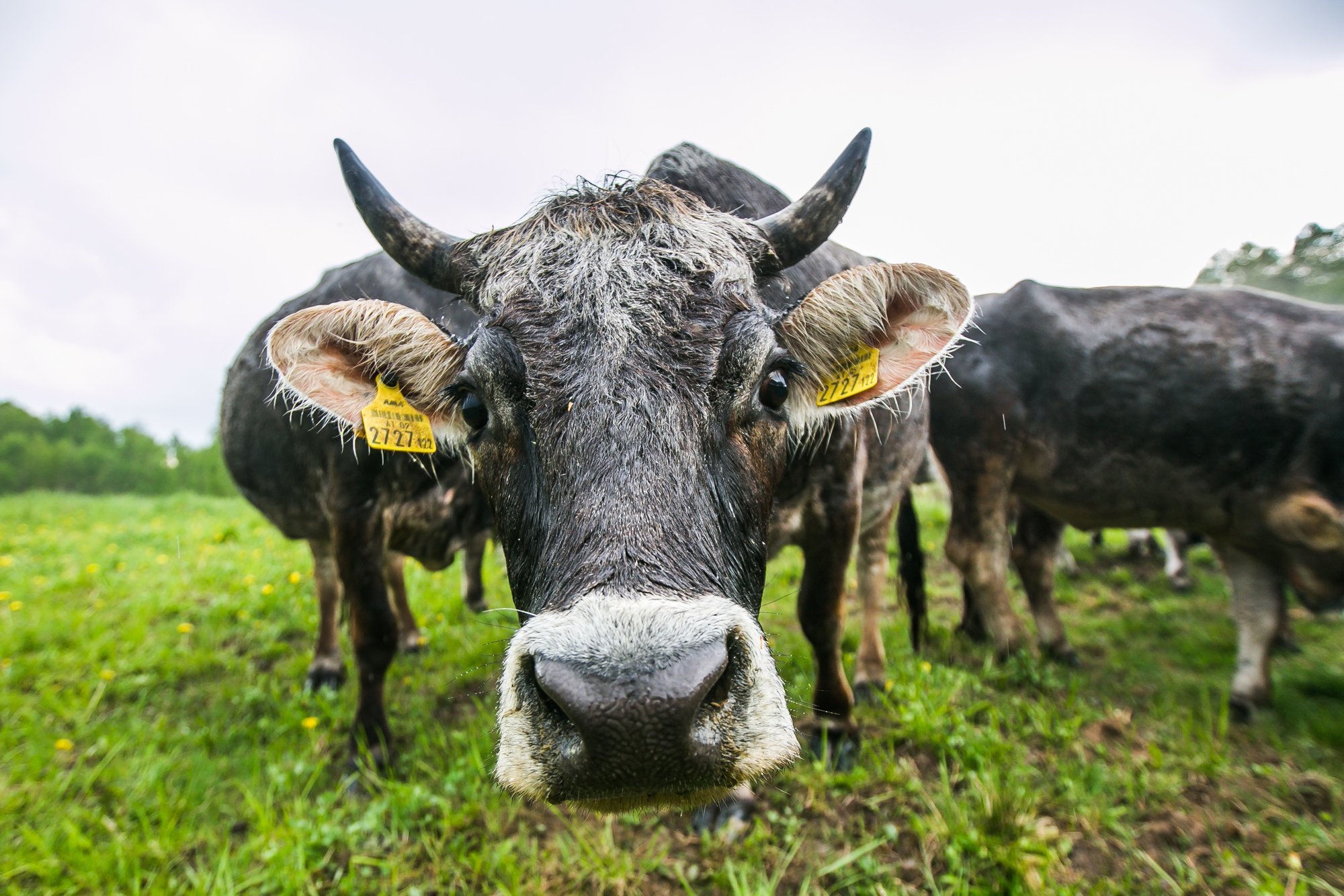 Polish carrier to lose right to transport animals from country - Delfi EN