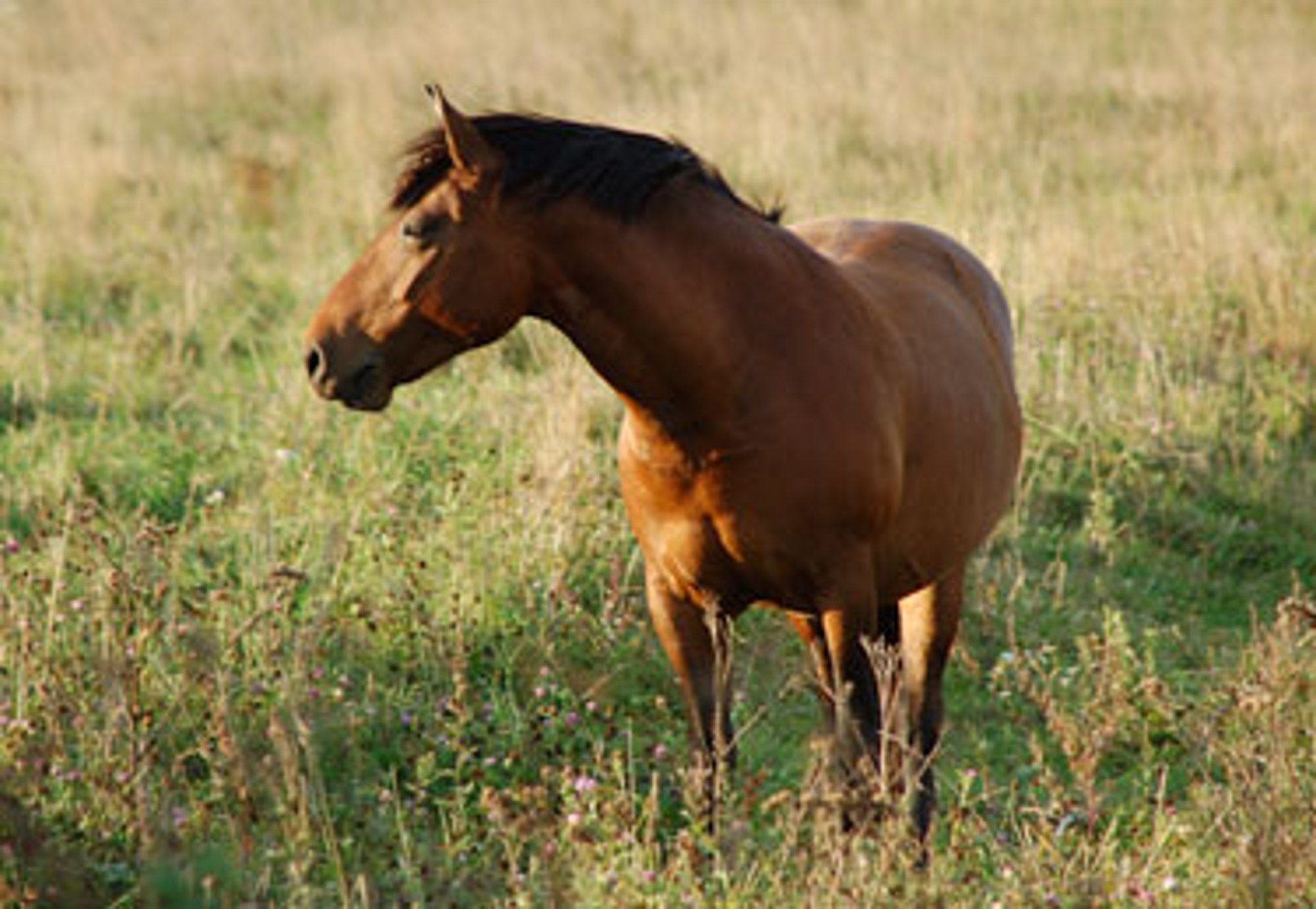 Arklys – nuo žagrės iki pramogos - Delfi verslas