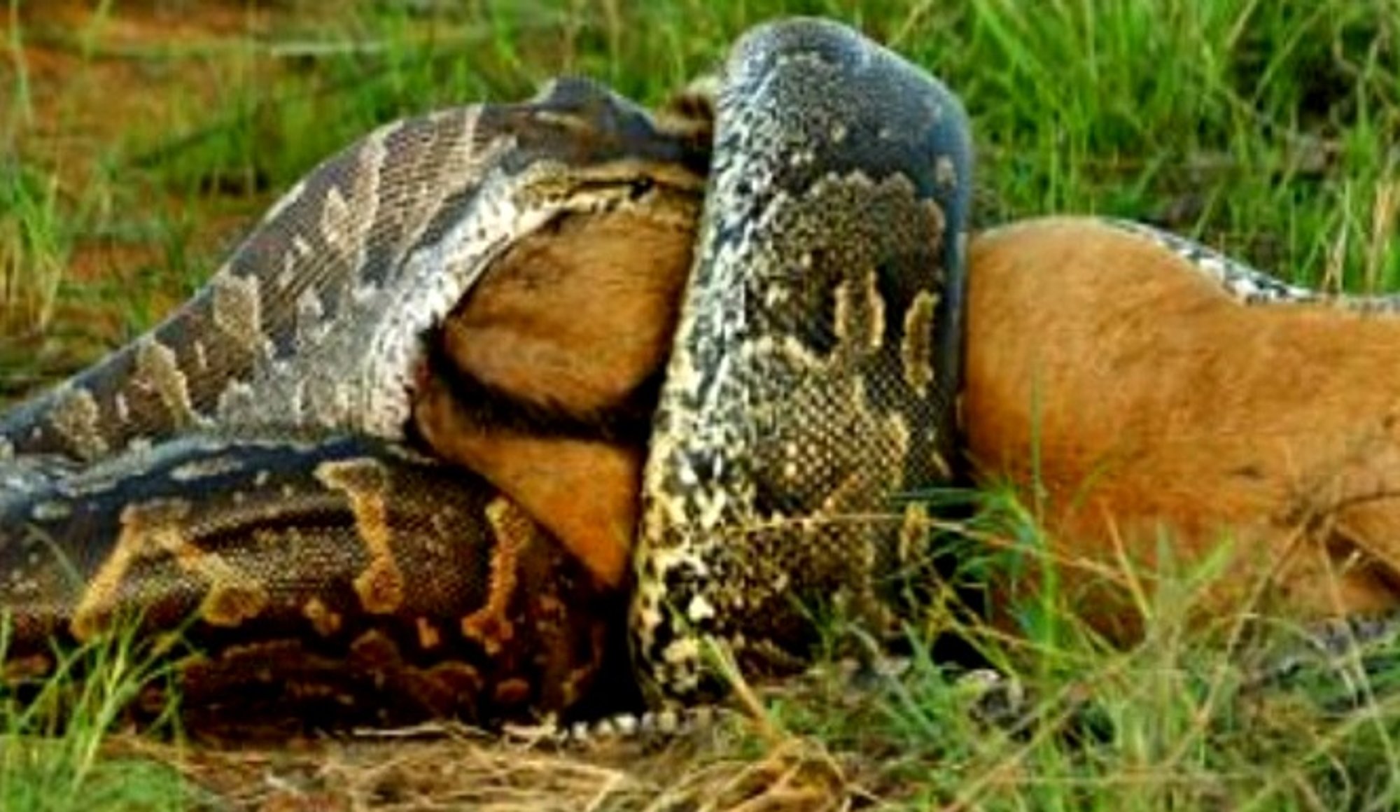 Pirmą kartą užfiksuotas antilopę gnu ryjantis pitonas - Delfi grynas
