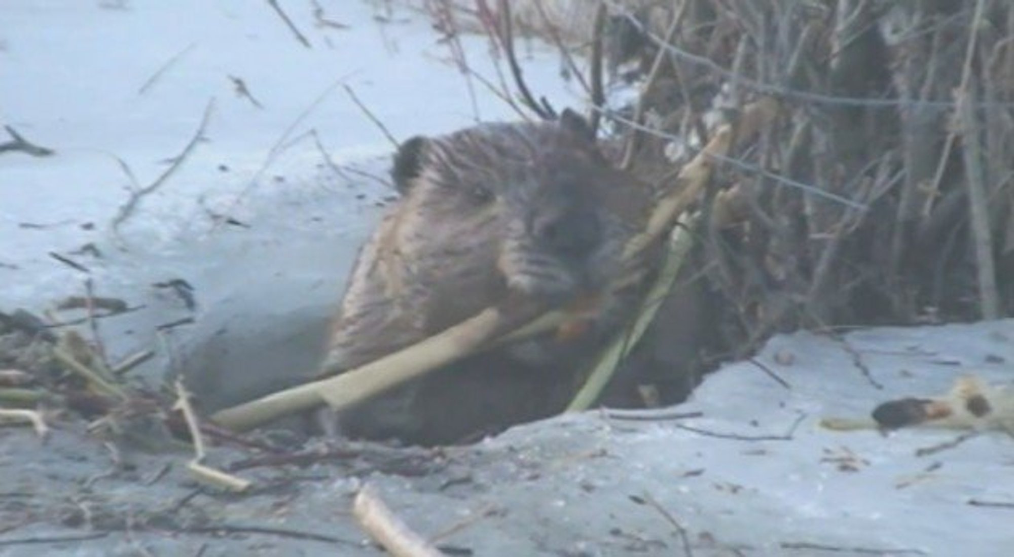 Gamta(b)logas: Lietuvos bebrai – saugoti, išnaikinti ir vėl įveisti ...