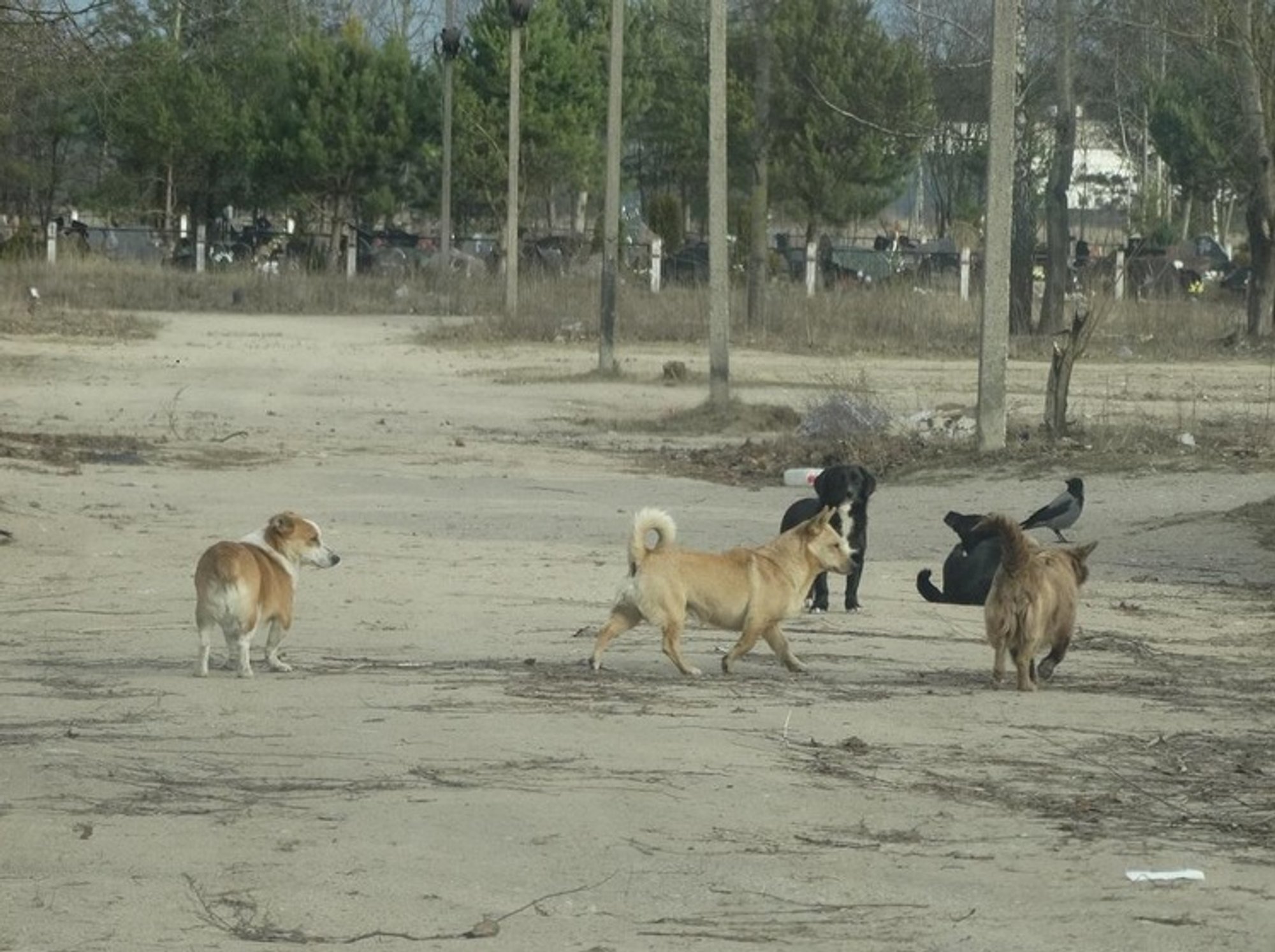 Miesto problema - benamiai šunys: sprendimo kol kas nėra - Delfi grynas