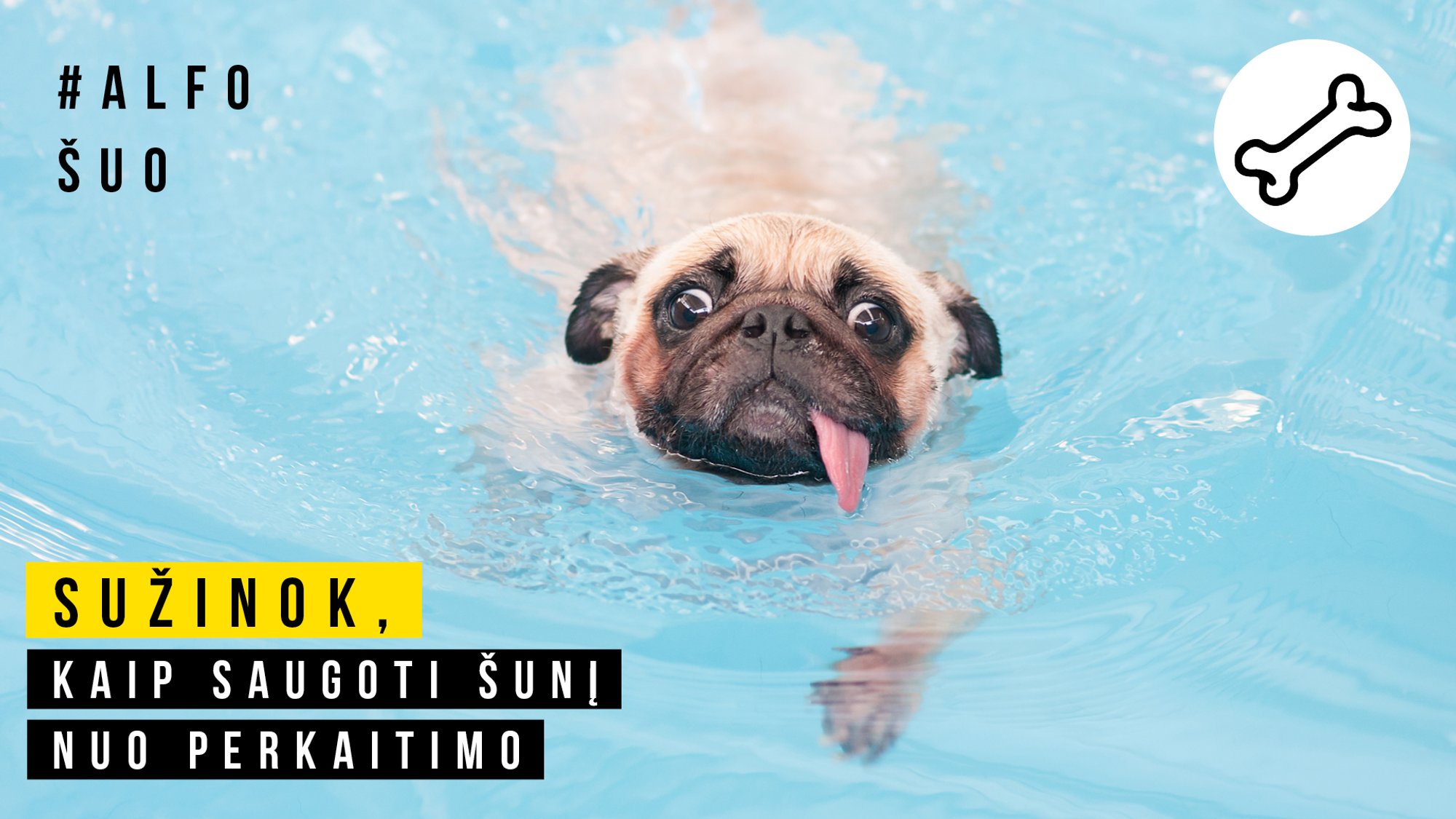 Alfo šuo. Veterinarės patarimai: kaip vasarą saugoti šunis nuo karščio ...