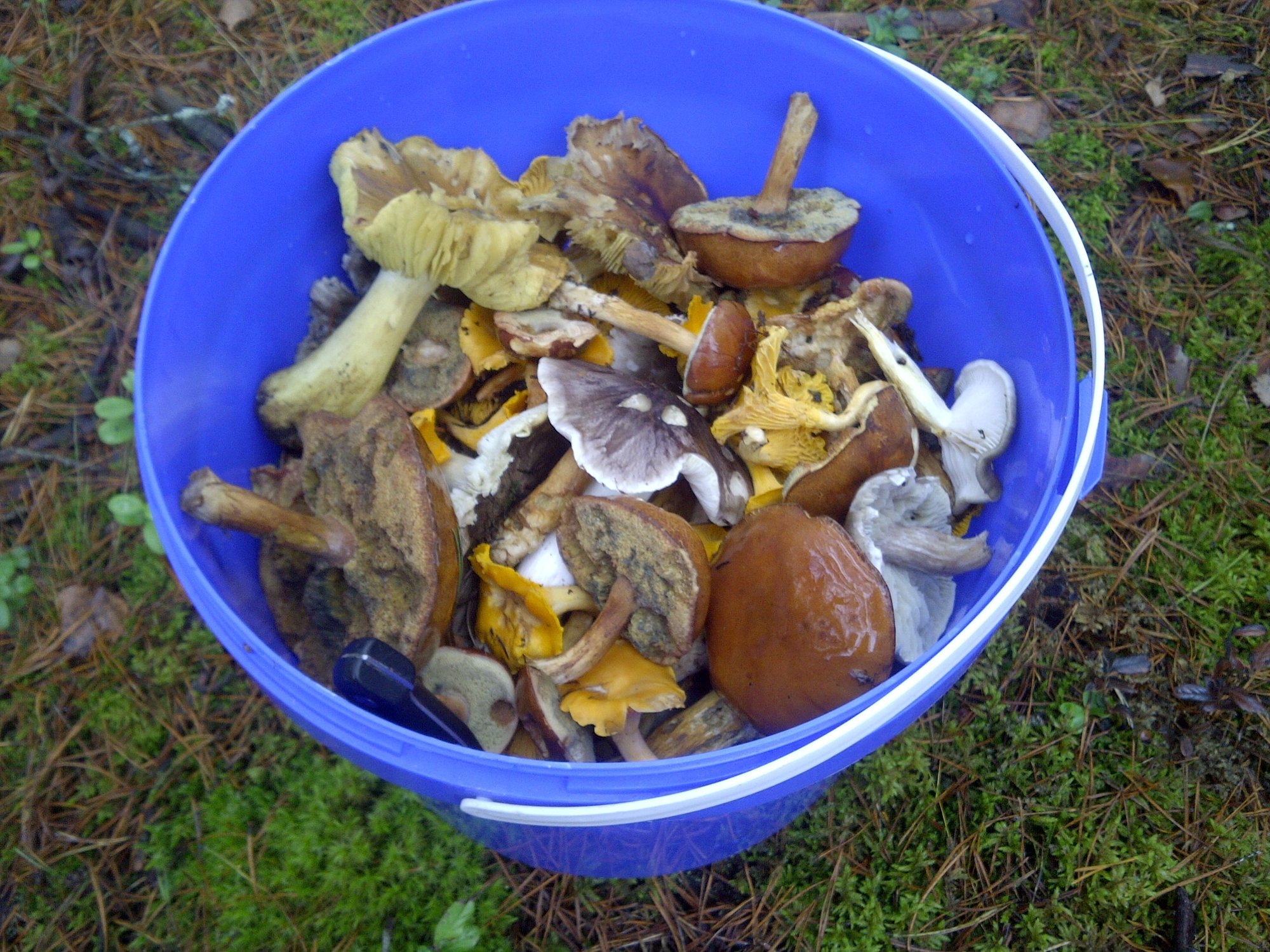 Skaitytojų akimis. Grybauti galima ir lapkričio viduryje - Delfi grynas