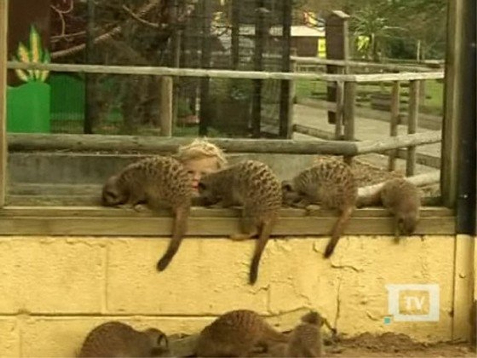 Londono zoologijos sode lankytojams pasirodė surikatos mažyliai - Delfi TV