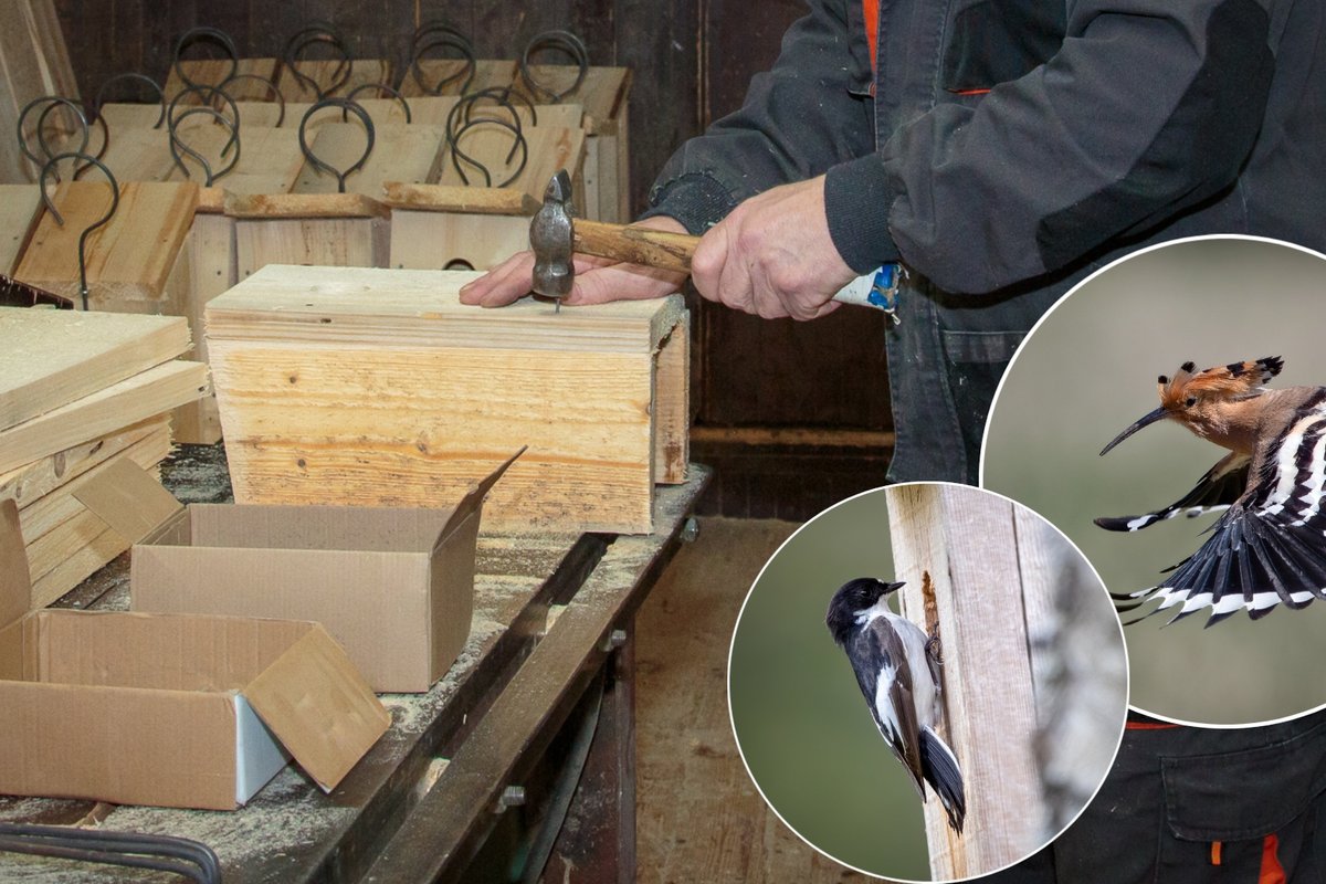 Kaip turi atrodyti inkilai ir kas juose gyvena - Delfi