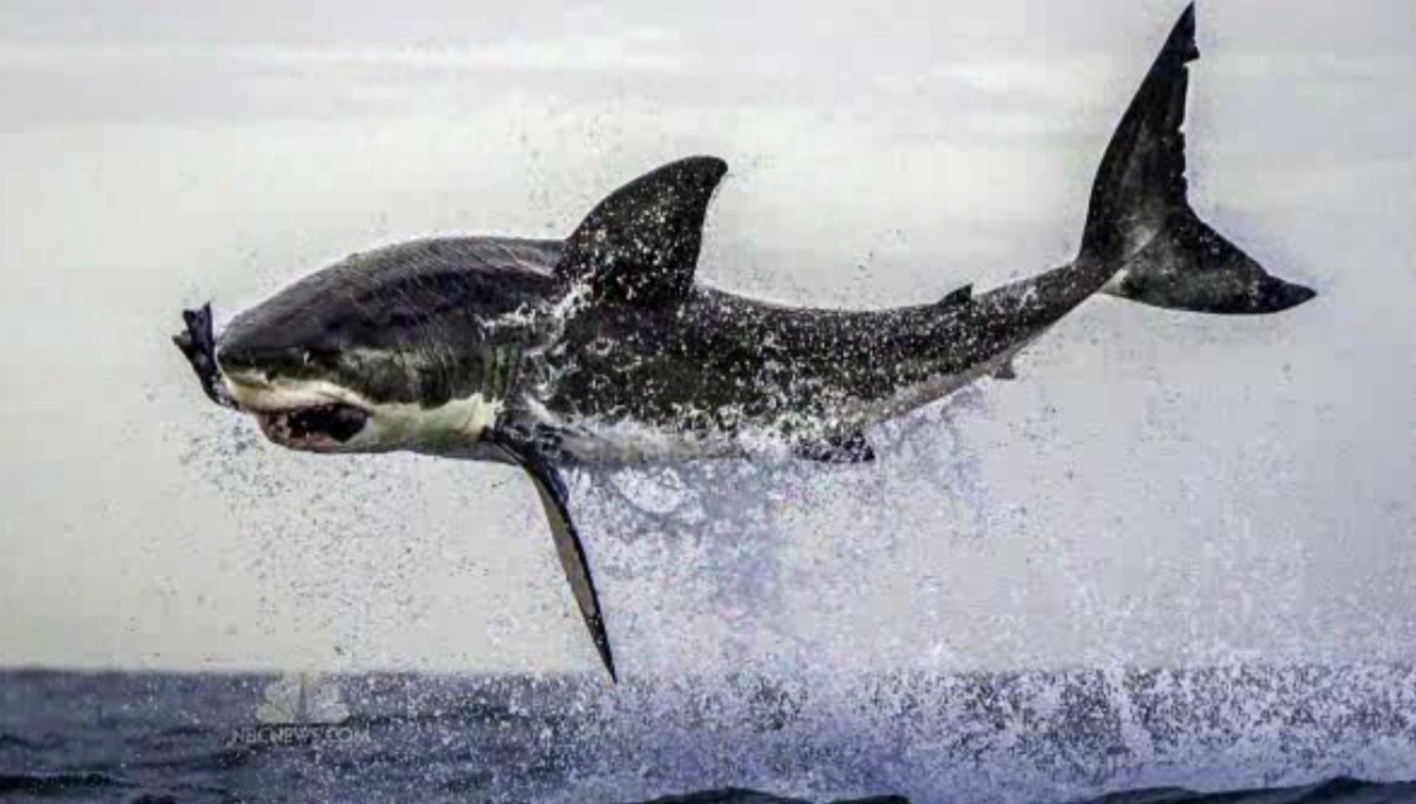 Unikaliuose kadruose - virš vandens auką griebiantis ryklys - Delfi grynas