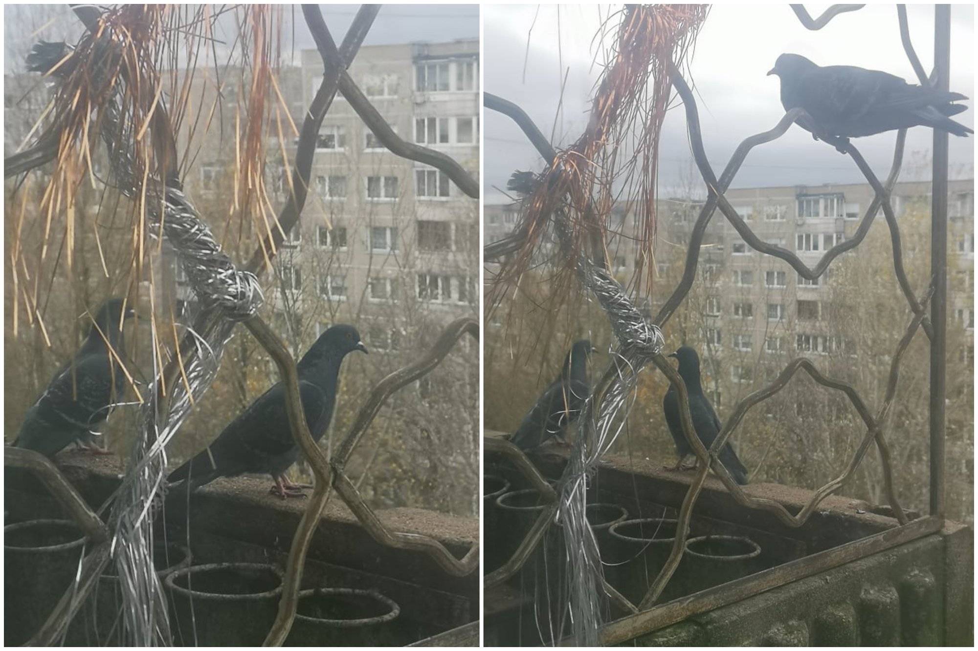 Vilnietė Julija neapsikenčia balandžių karaliavimo balkone: jie visur ...