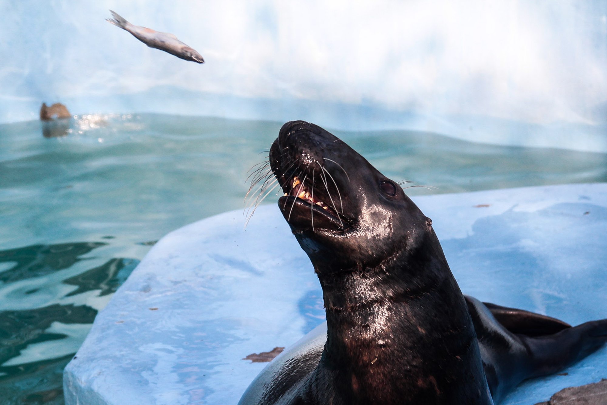 Ruonis gimtadienio proga gavo žuvų tortą - Delfi grynas