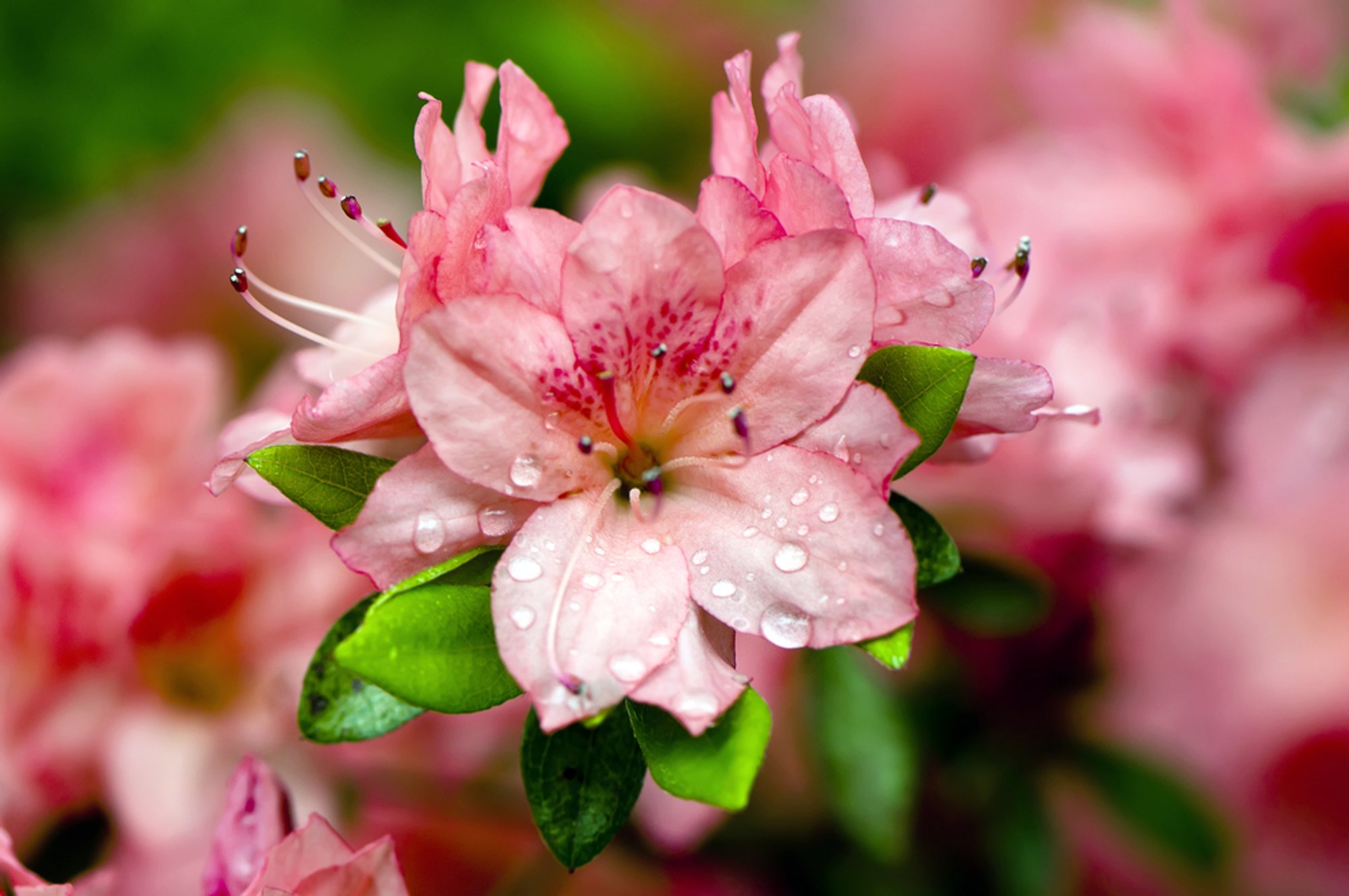 Rododendrai – sodų aristokratai - Delfi gyvenimas