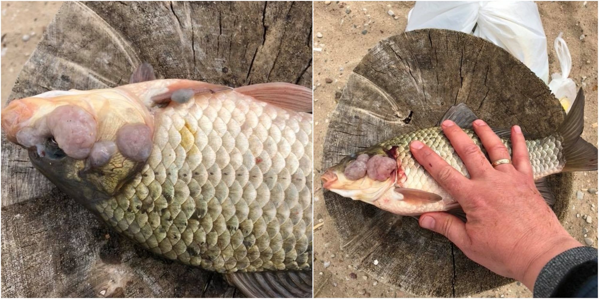 Įspėja žvejus: Kauno mariose pasirodė ligoti karosai - Kablys.lt