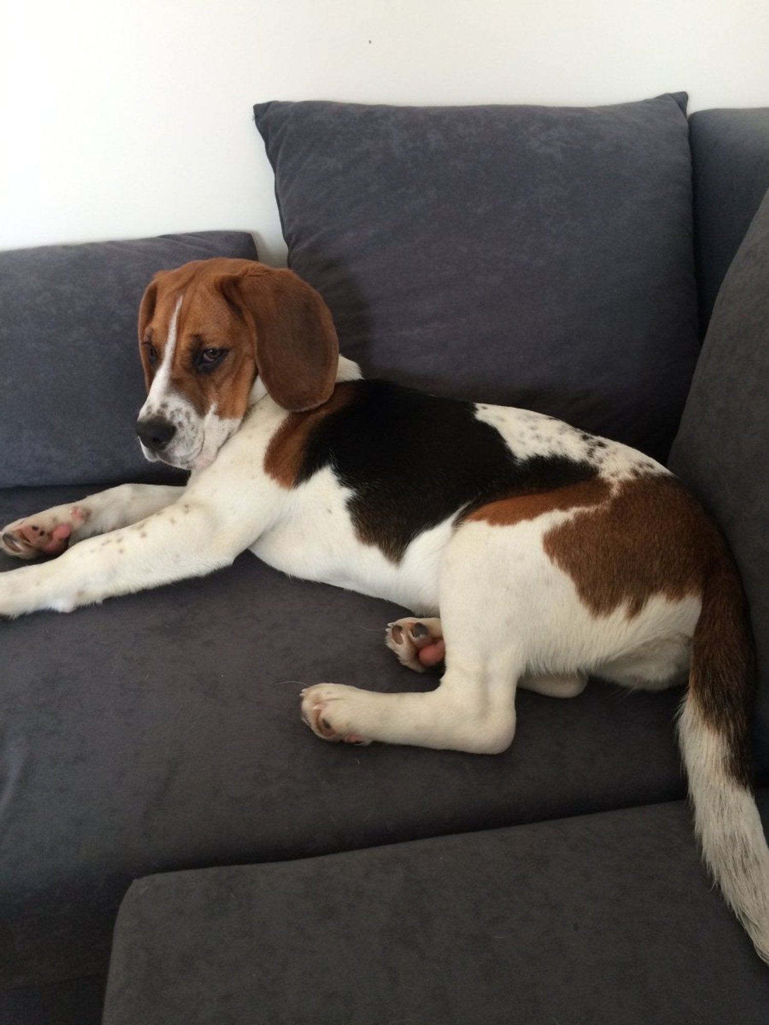 Rasta biglio veislės kalytė - Delfi kartu