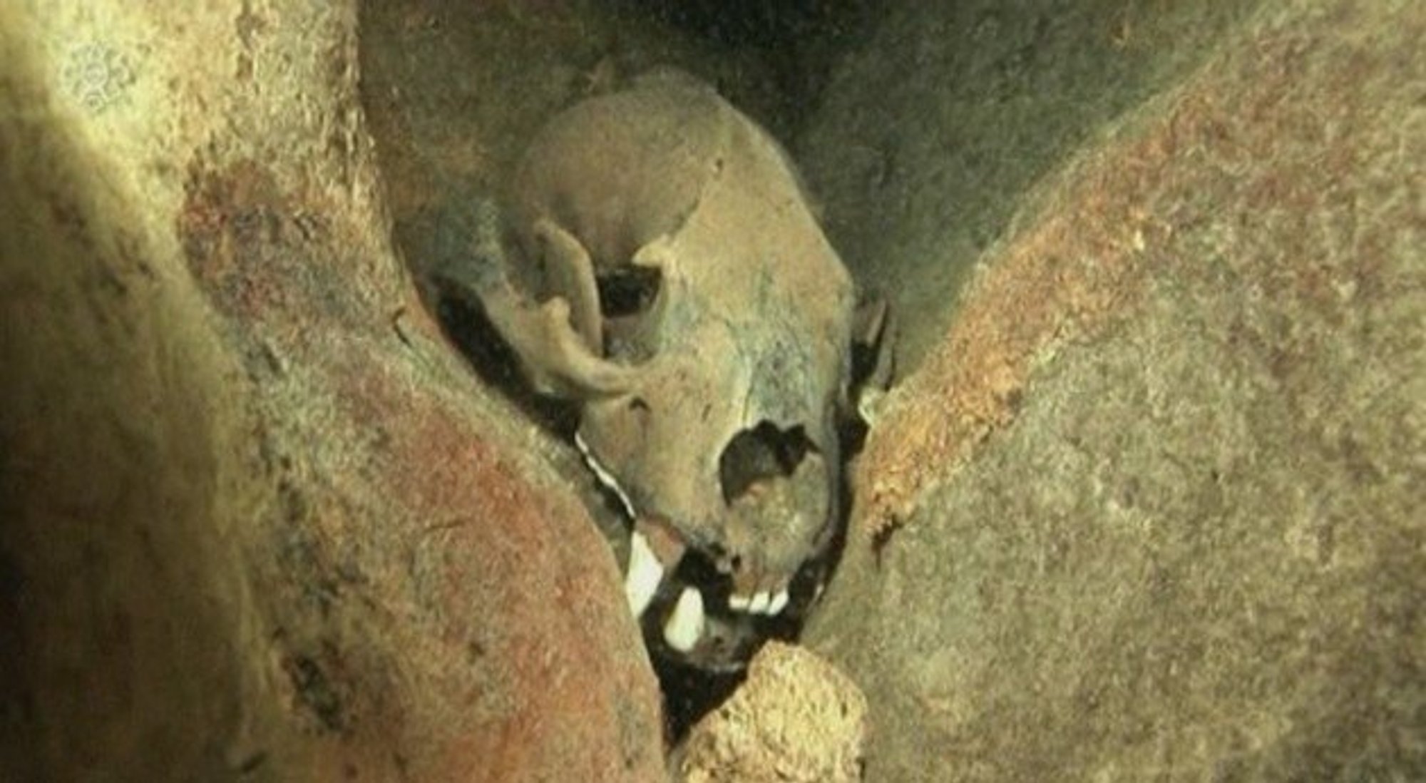 Oloje rasta ledynų laikotarpyje gyvenusių lokių palaikų - Delfi TV