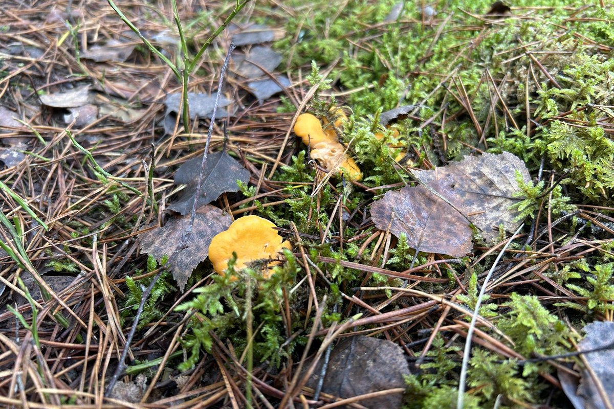 Miške aptiko voveraičių net vėlyvą rudenį – jų dar daug - Delfi grynas