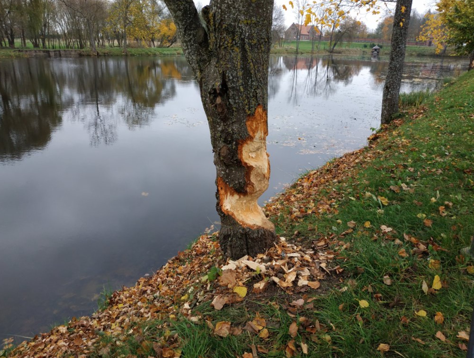 Rokiškio muziejaus aplinką pertvarkė bebrai: teks pjauti ne vieną medį ...