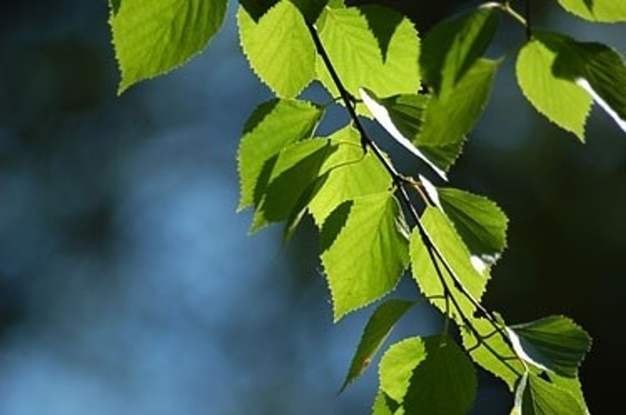 Beržo lapuose - vitaminai - Delfi