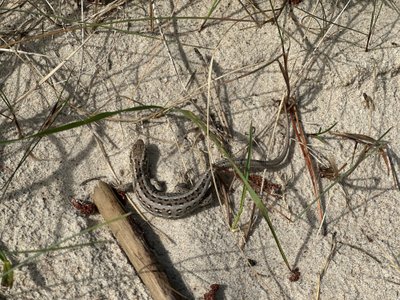 Gluodenas Palangoje: ar pavojingas? - Delfi vasara