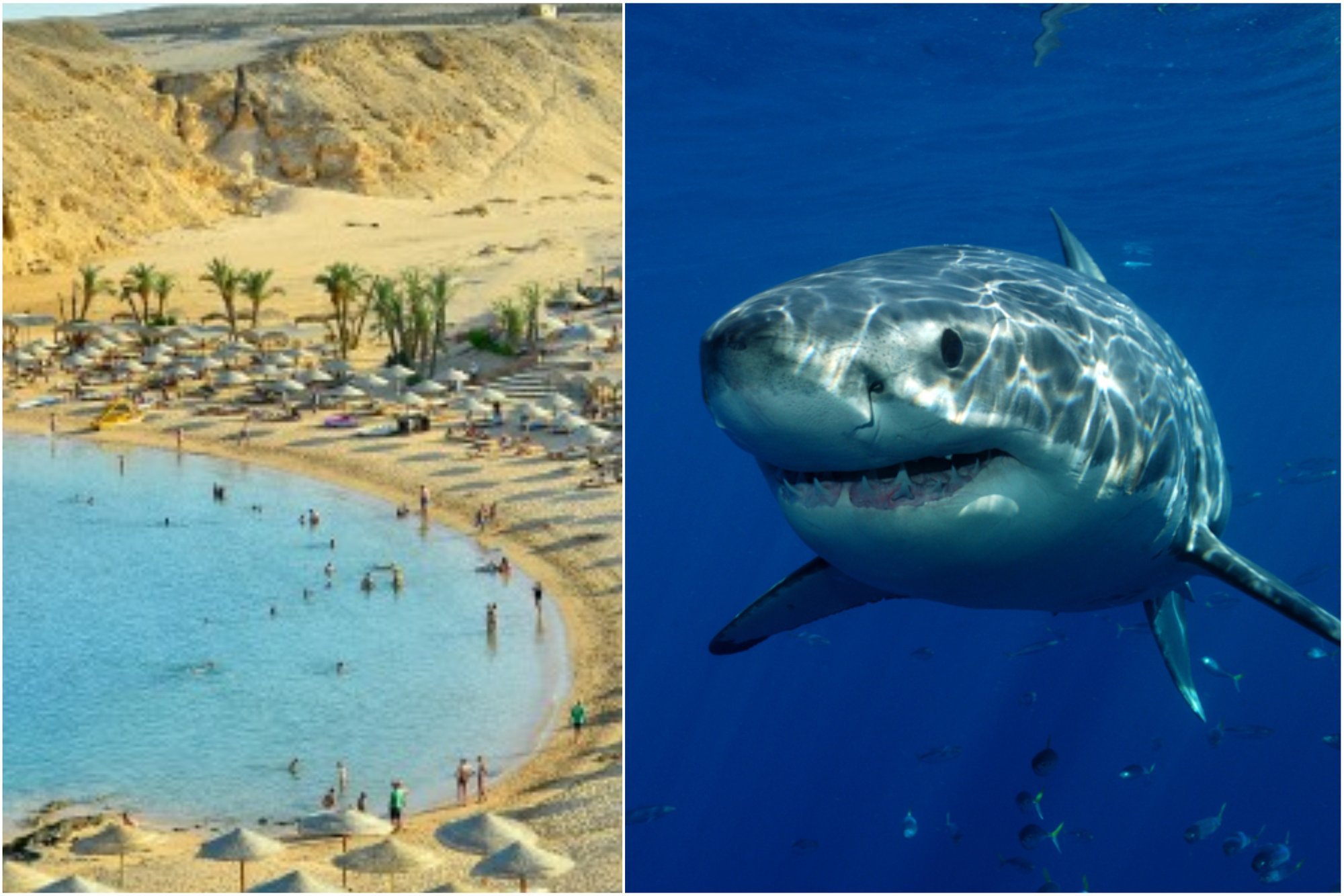 Egipto kurorte ryklys mirtinai sudraskė jūroje besimaudžiusį rusą ...