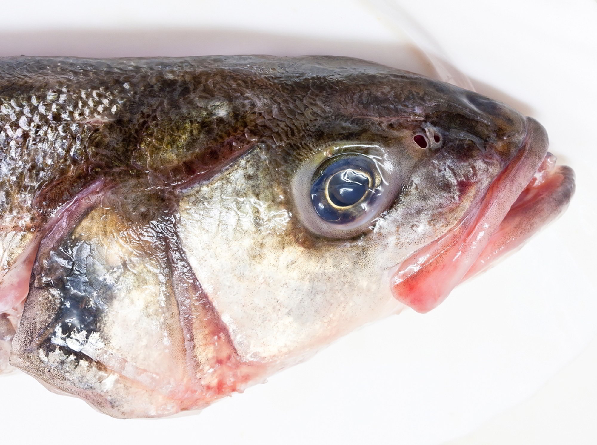 Jūros ešerys. Sebastes marinus - Delfi grynas