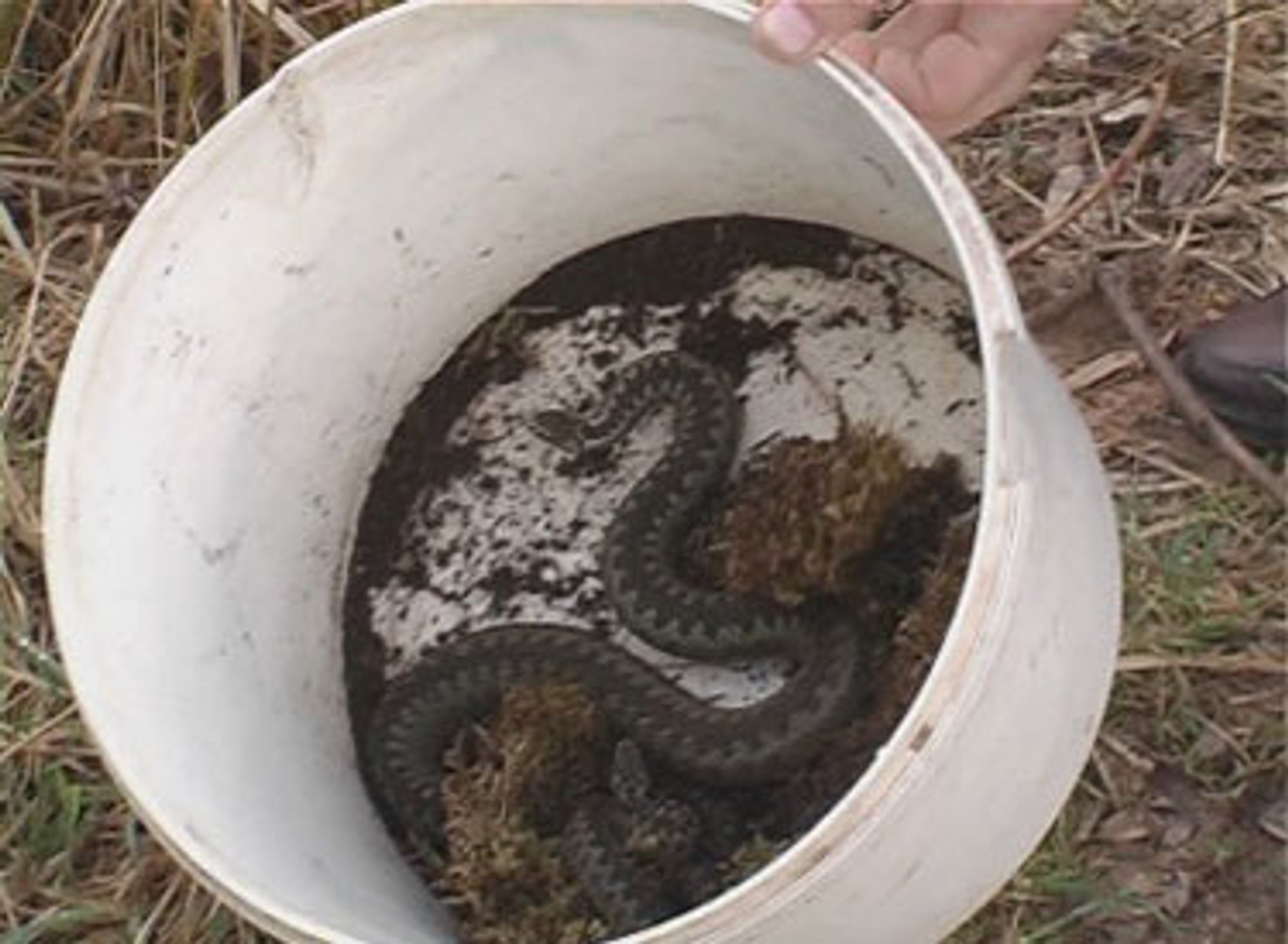 Lietuvoje nyksta nuodingosios gyvatės - Delfi mokslas