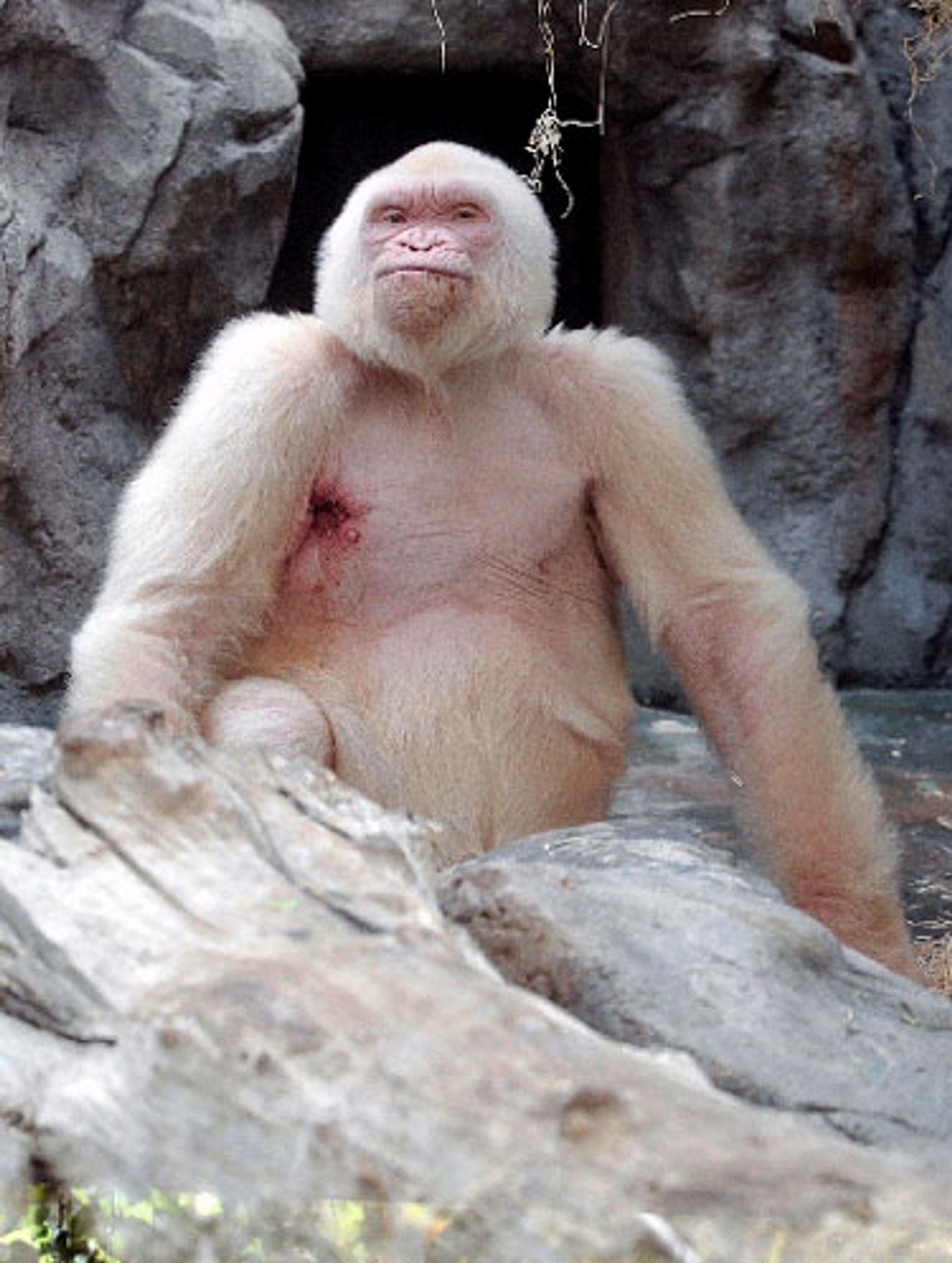 Barselonos talismanas - baltoji gorila - Delfi