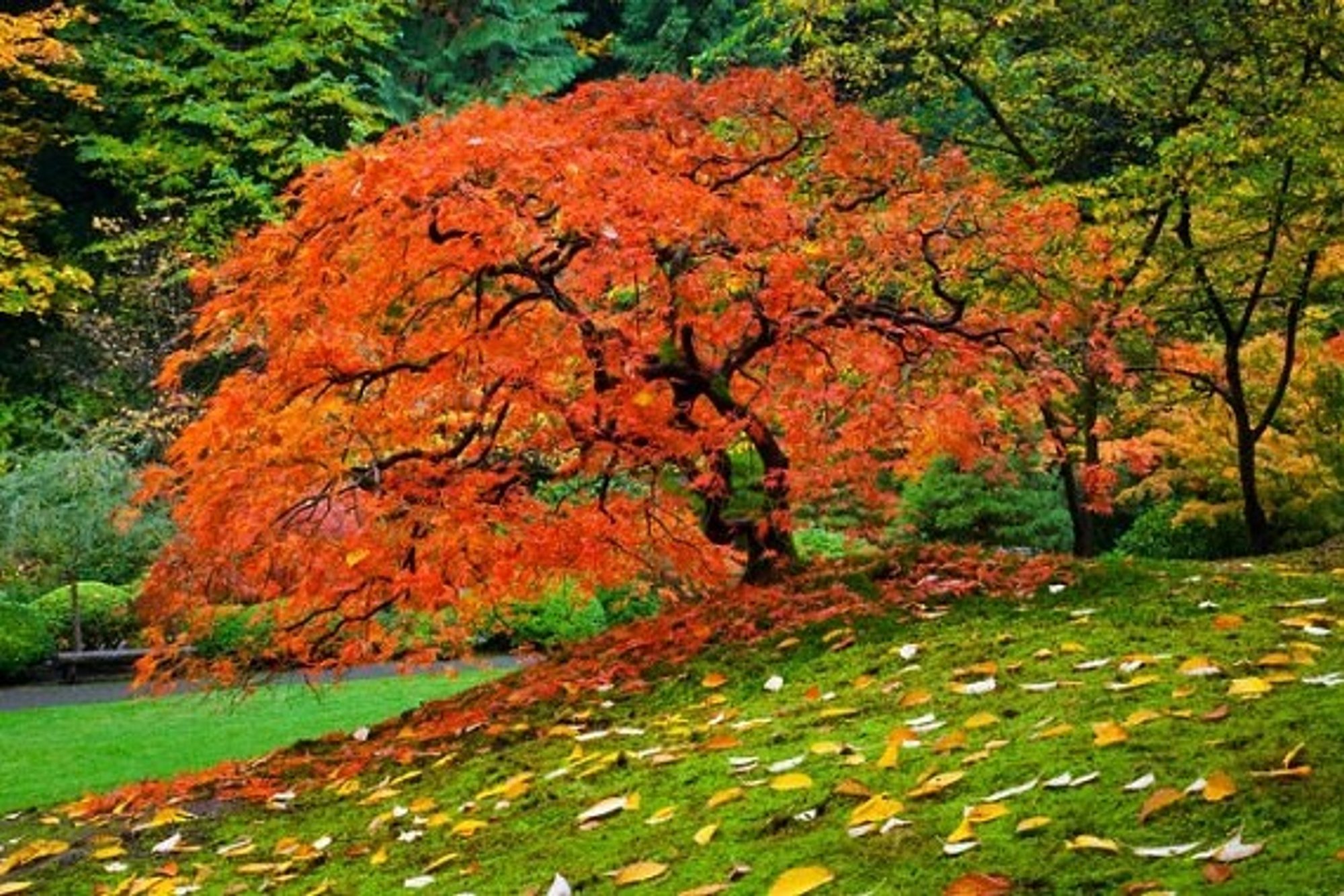 Ruduo japoniškame sode - Delfi gyvenimas