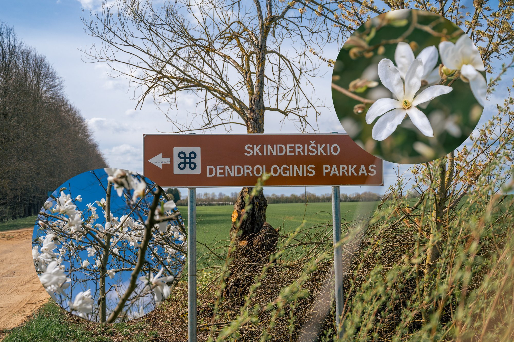 Ne visi žino apie šį parką Lietuvos centre – šimtai magnolijų jau ...