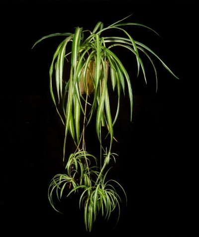 Chlorofitai keičia išvaizdą - Delfi gyvenimas