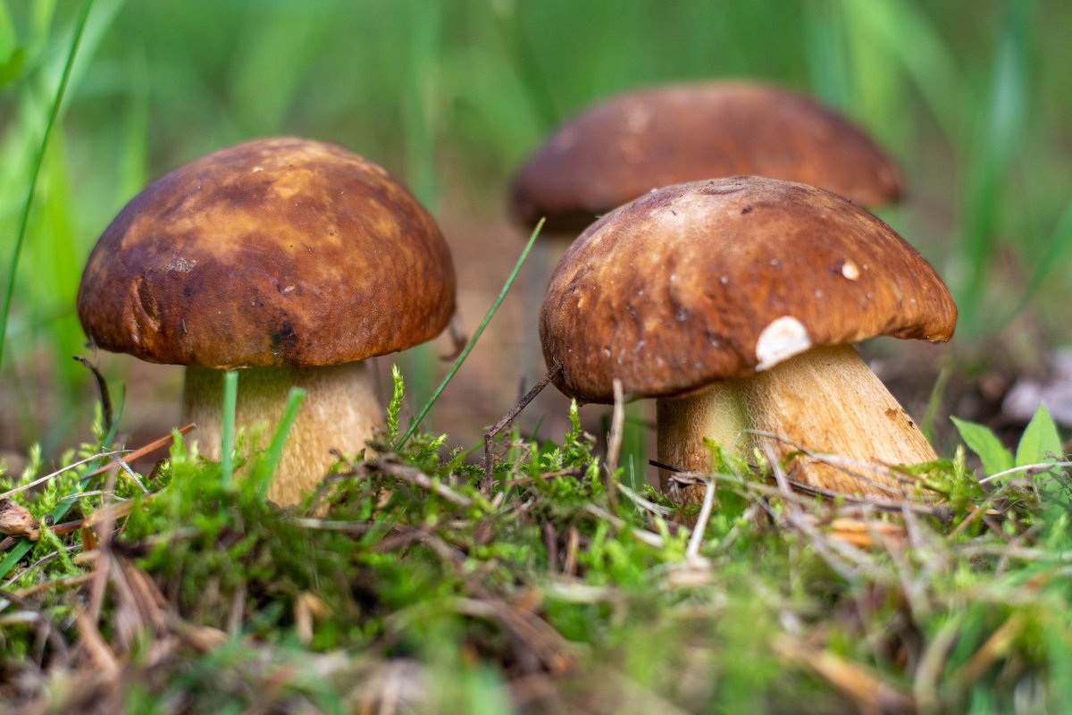 Baravykų panaudojimo būdas, apie kurį daugelis grybautojų nė ...