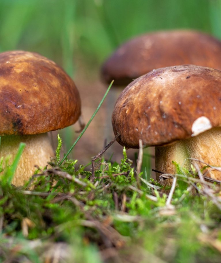 Baravykų panaudojimo būdas, apie kurį daugelis grybautojų nė ...