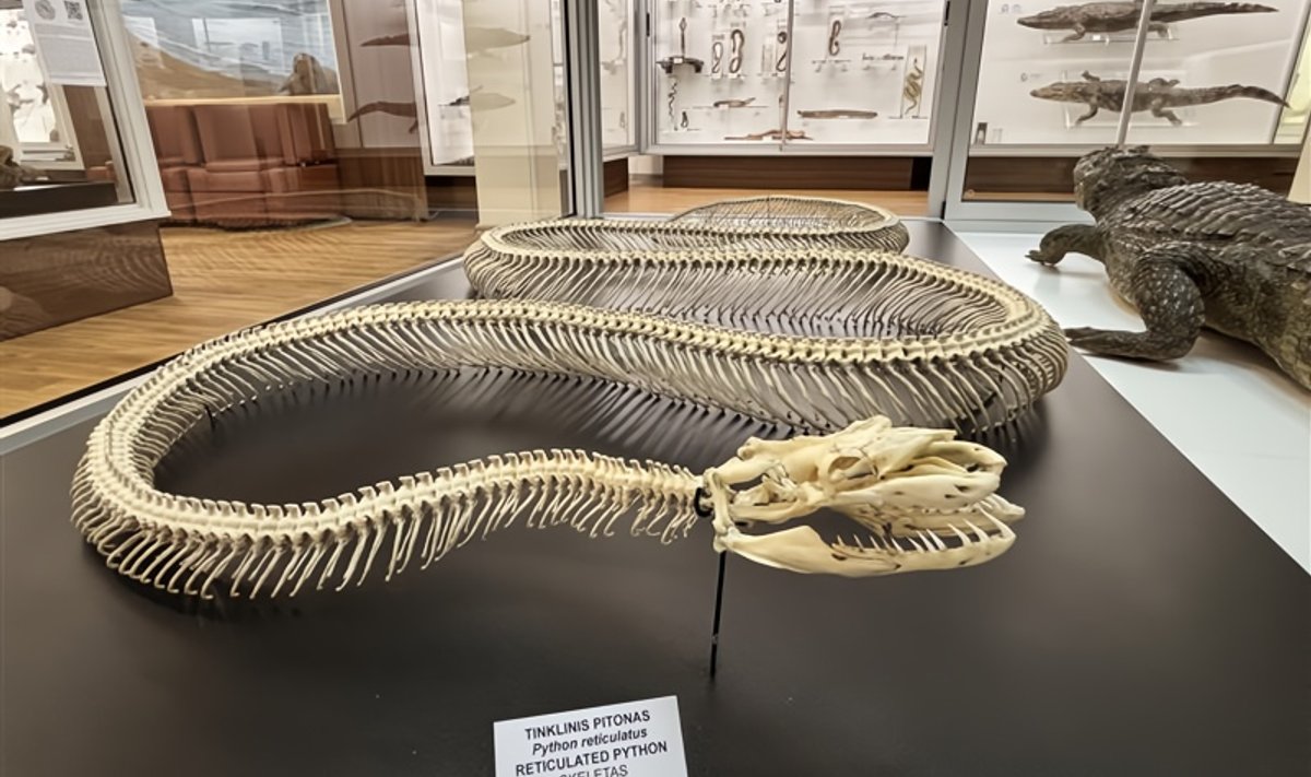 Новый музейный экспонат в Каунасе – скелет самой длинной змеи в мире ...