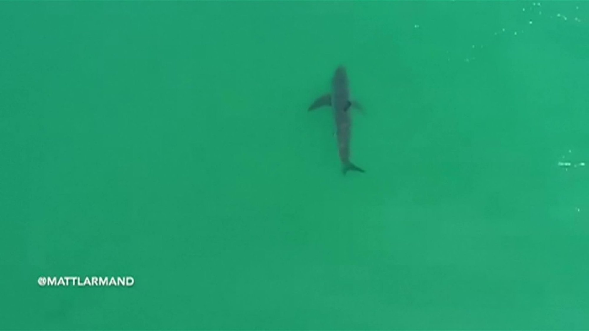 Kalifornijos paplūdimio pakrantėje prie banglentininkų sukiojosi ...