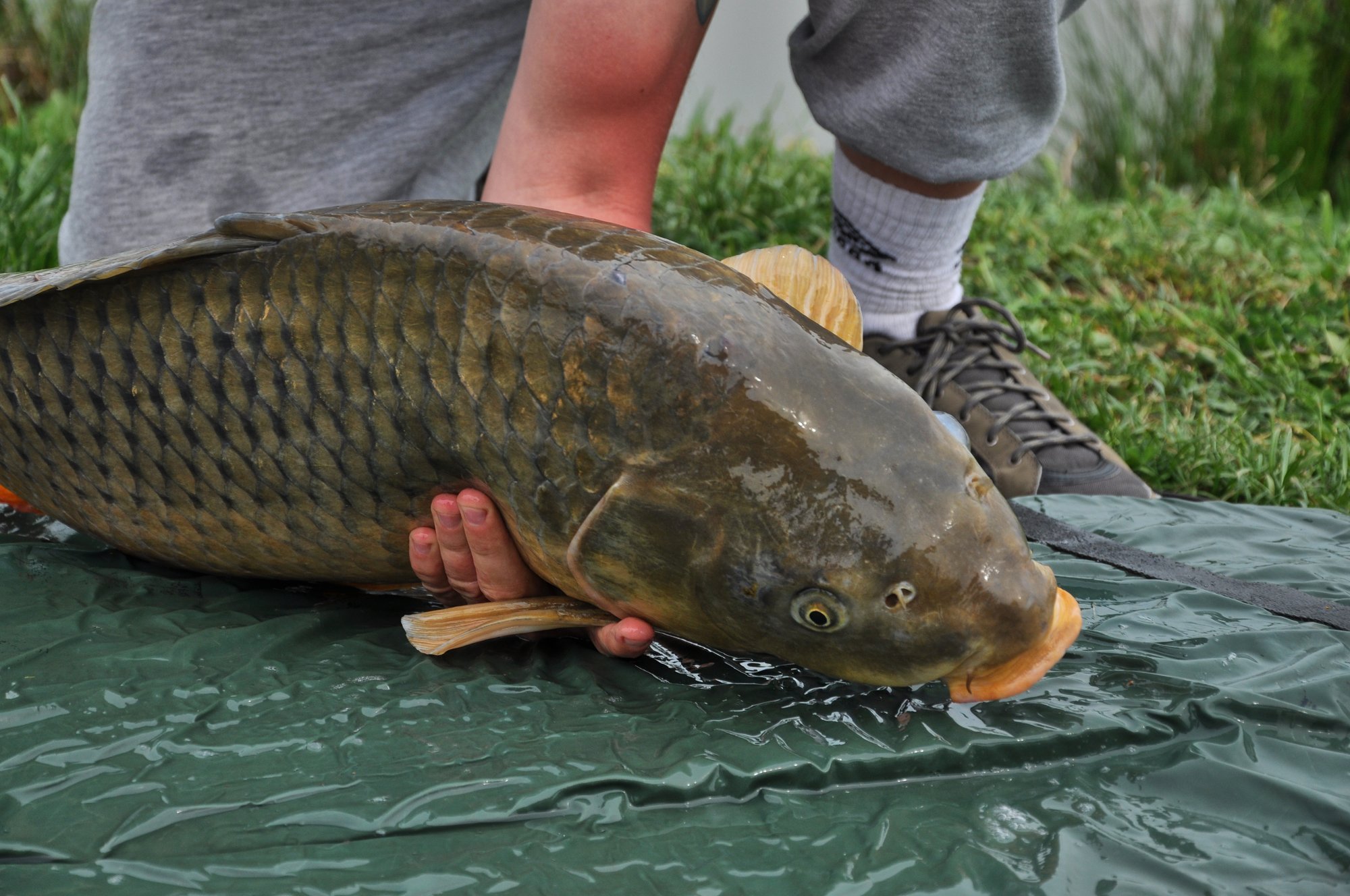 Karpis milžinas antrą kartą tam pačiam žvejui užkibo ant to paties ...