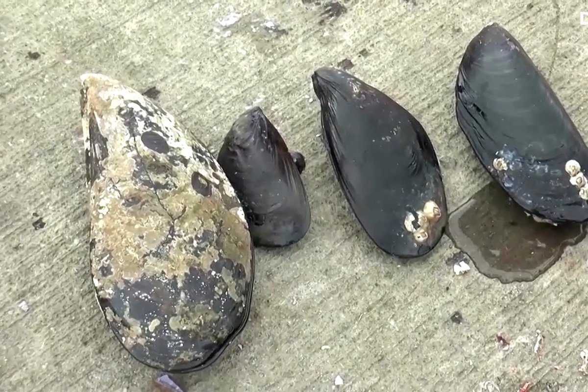 Aptikta milžiniška midija: kaip tokia užaugo? - Delfi mokslas