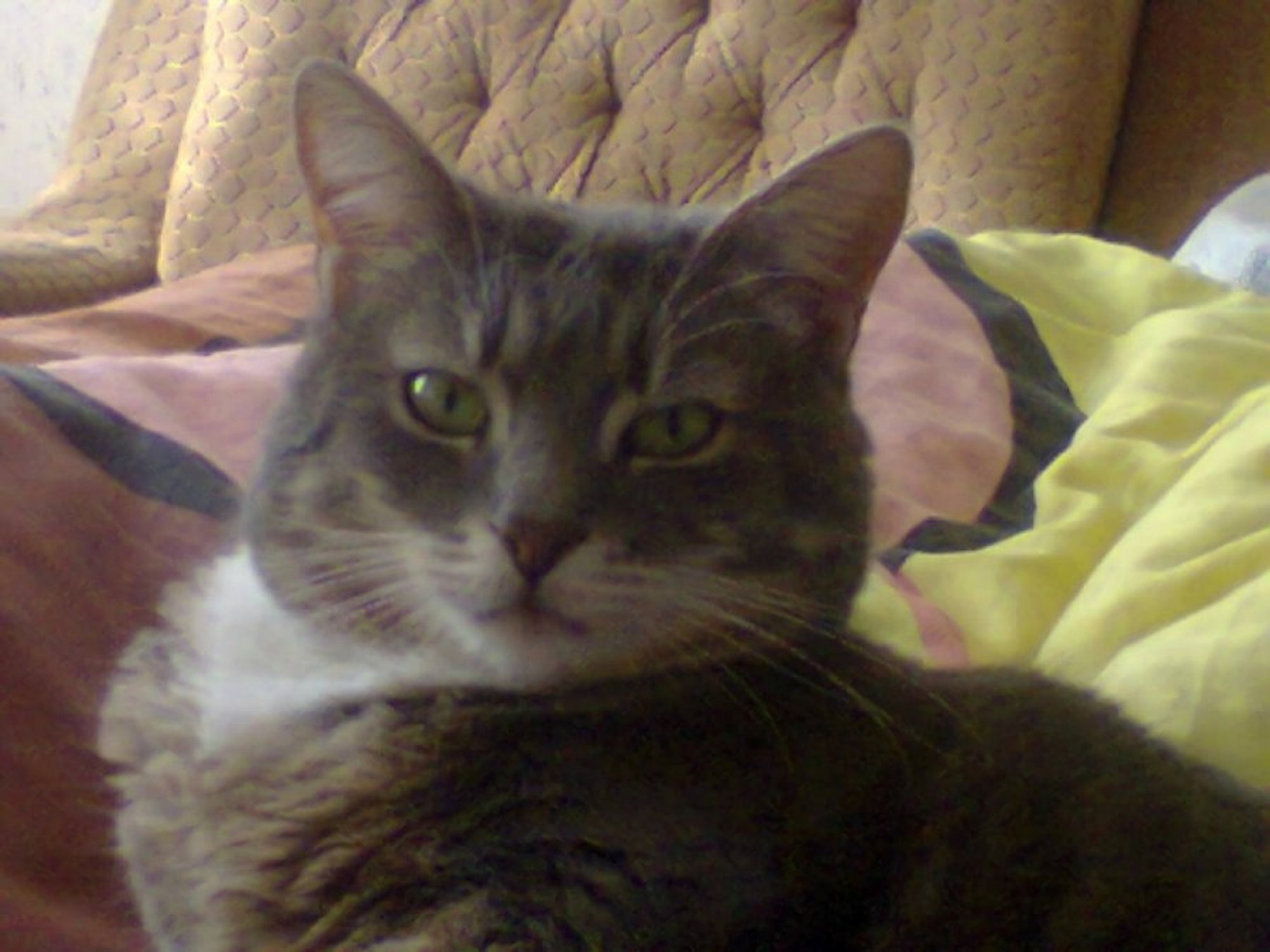 Katinukai Grėja ir Bronius priversti ieškotis naujų namų - Delfi kartu