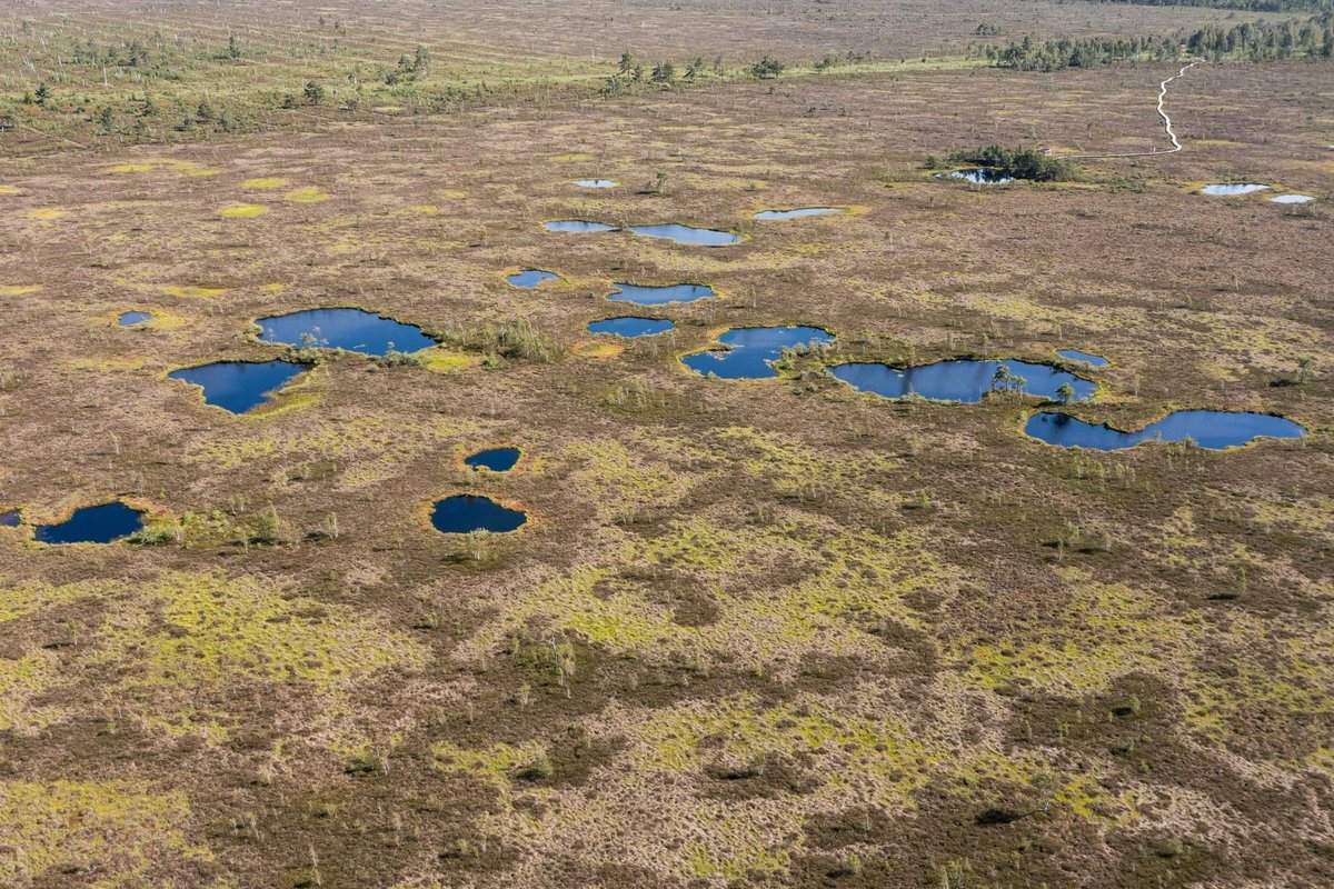 Sapropelis – unikalus gamtos resursas Lietuvos pelkėse - Delfi