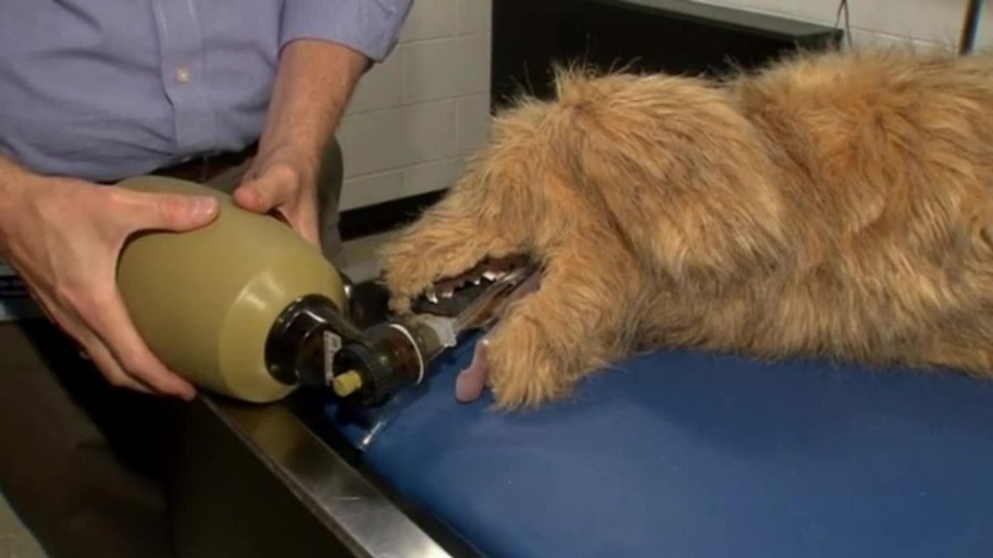 Gyvūnai – robotai padeda praktikuotis būsimiems veterinarams - Delfi TV