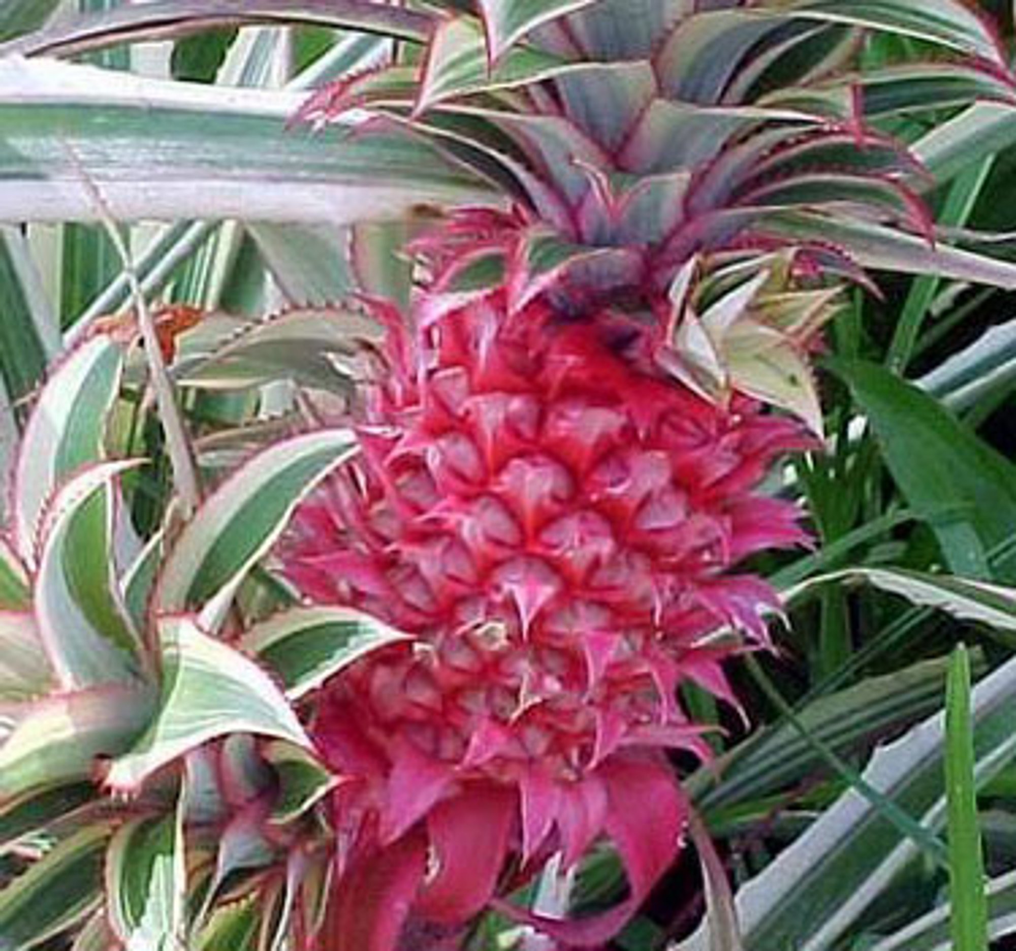 Vazone... ananasas! - Delfi gyvenimas