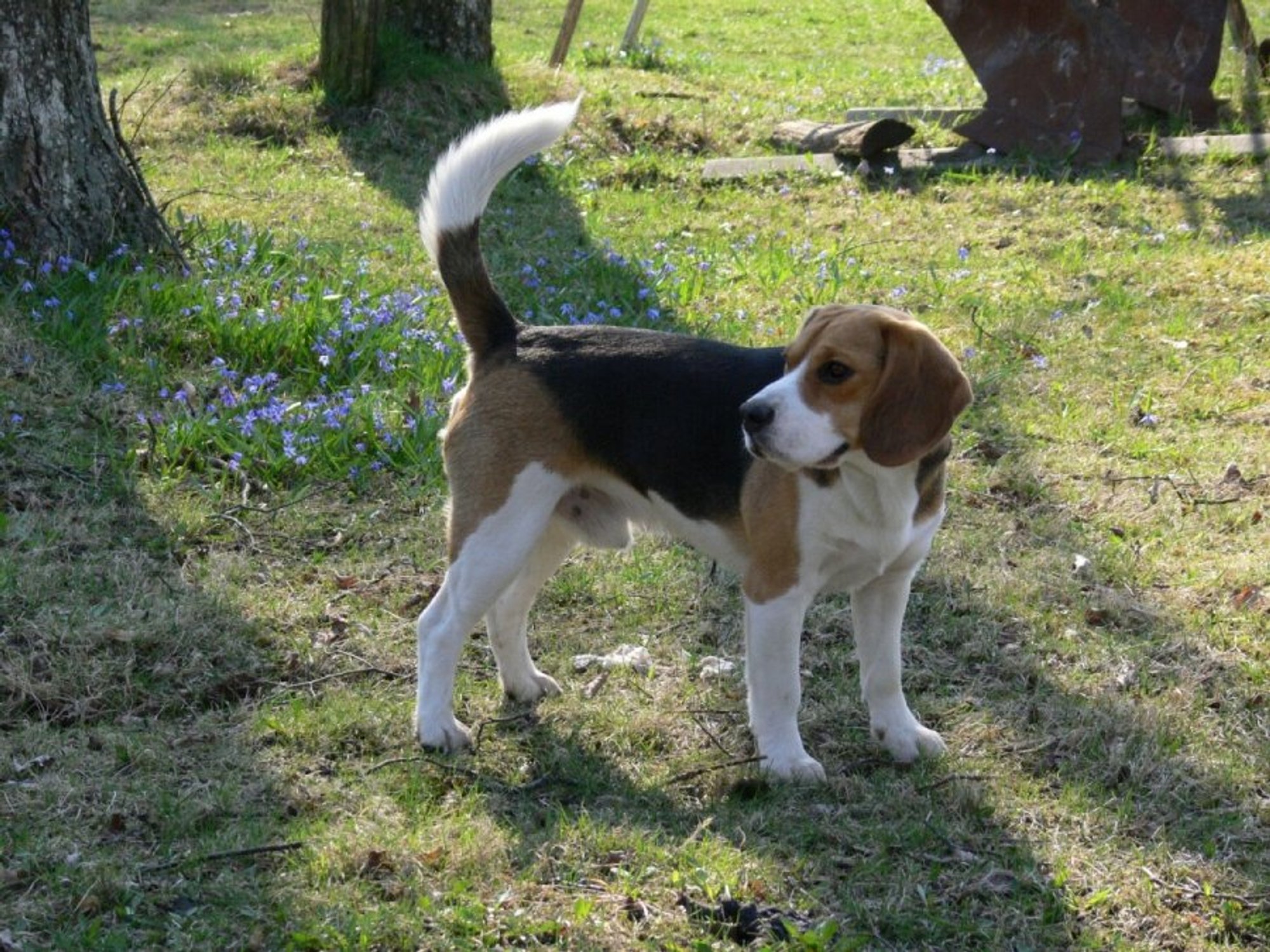 Panevėžyje dingo biglių veislės šuo - Delfi kartu