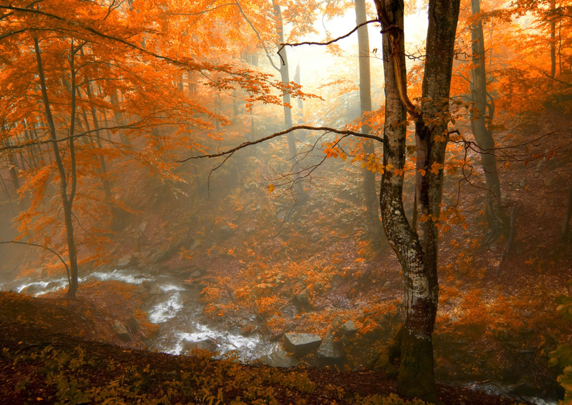 Fotokonkursas! Auksinis ruduo - Delfi gyvenimas