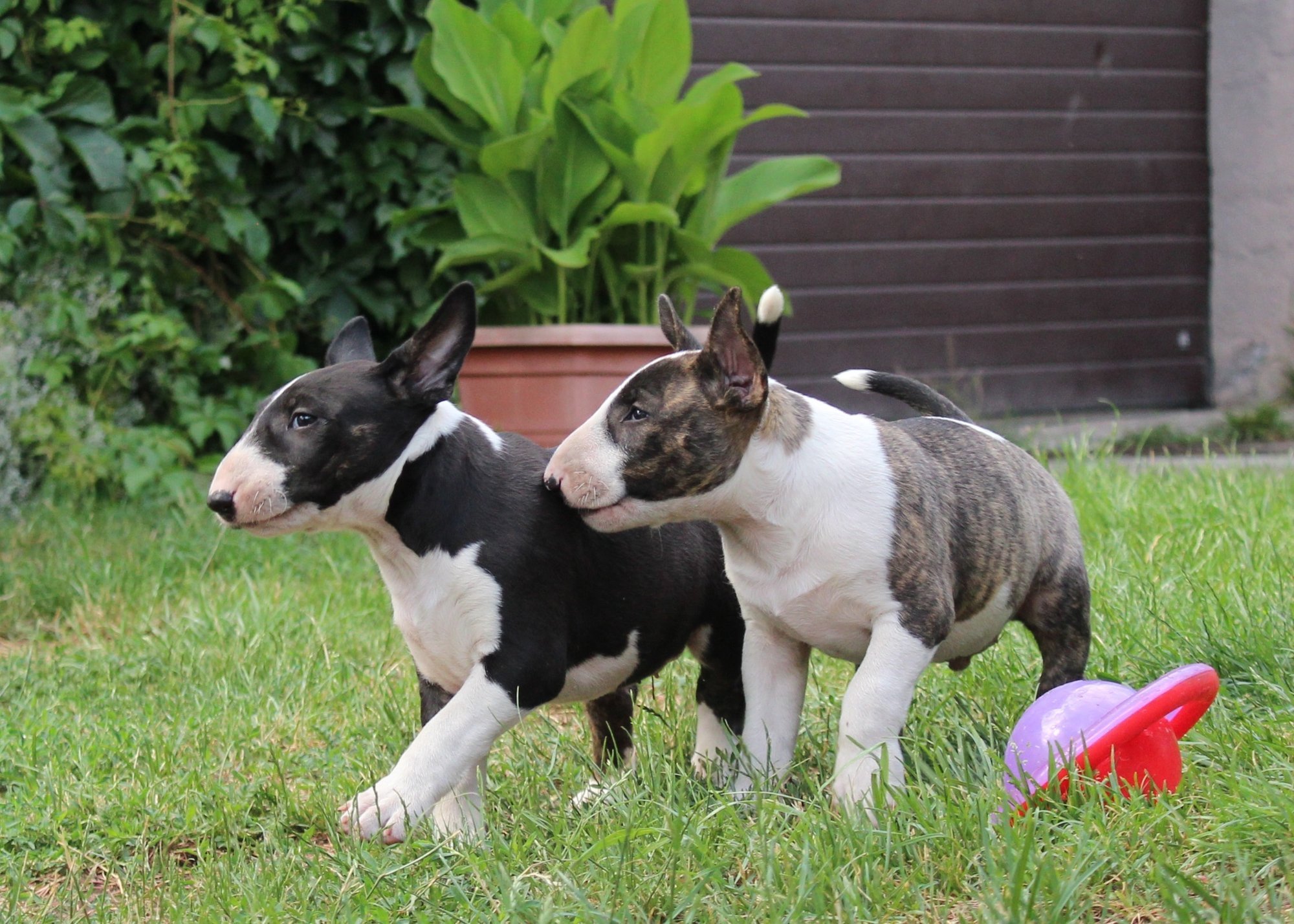 Bulterjerai pavergė veterinarijos gydytojos širdį: šiuo metu laiko net ...