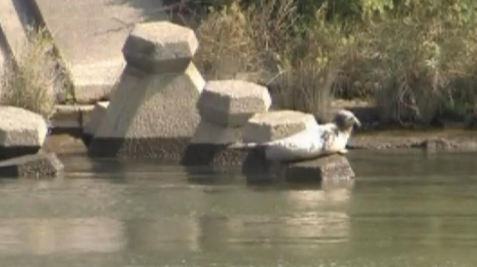 Ruonis apsigyveno upėje - Delfi grynas