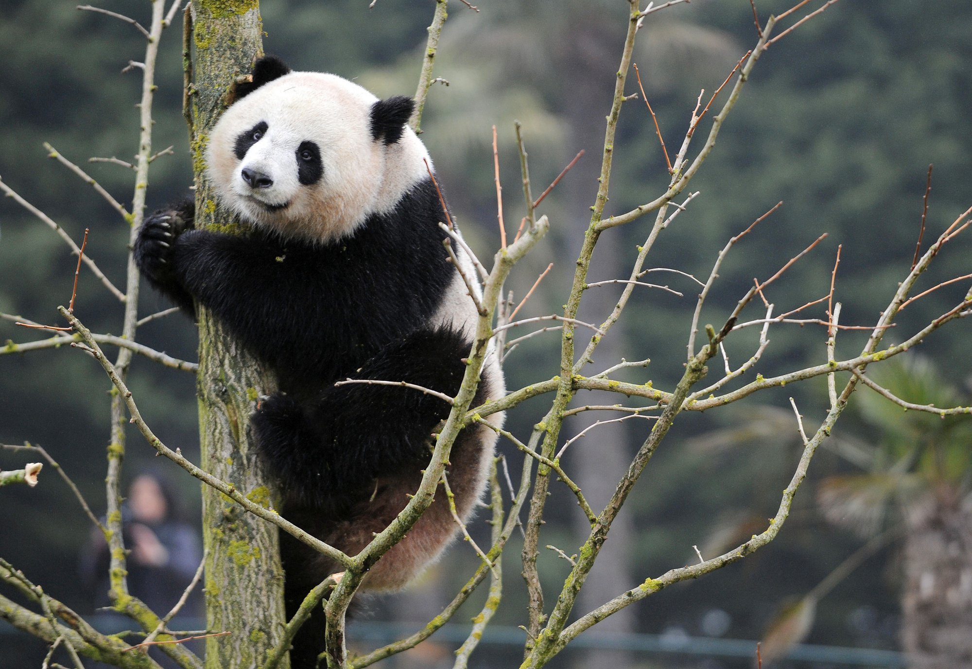Pandos pirmą kartą susitiko intymioje aplinkoje - Delfi grynas