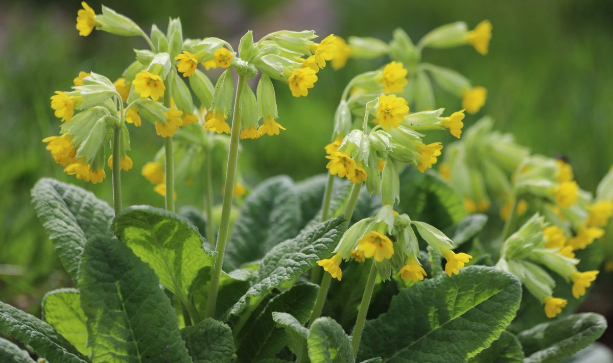 Pavasarinė raktažolė: vaistinis augalas - Delfi