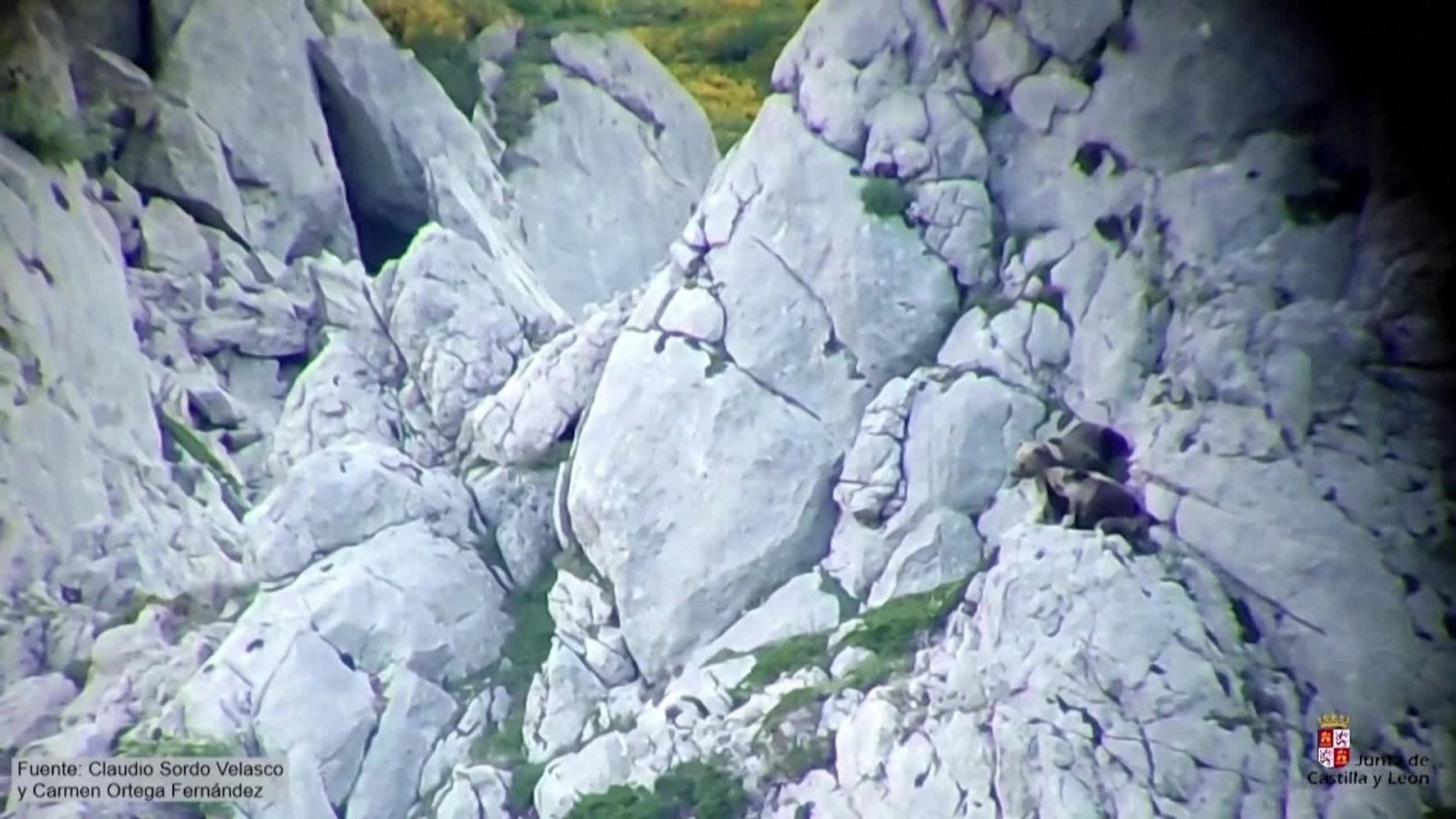 Po dramatiškos kovos nuo uolos nugarmėjo susipešę lokiai, išgyveno tik ...