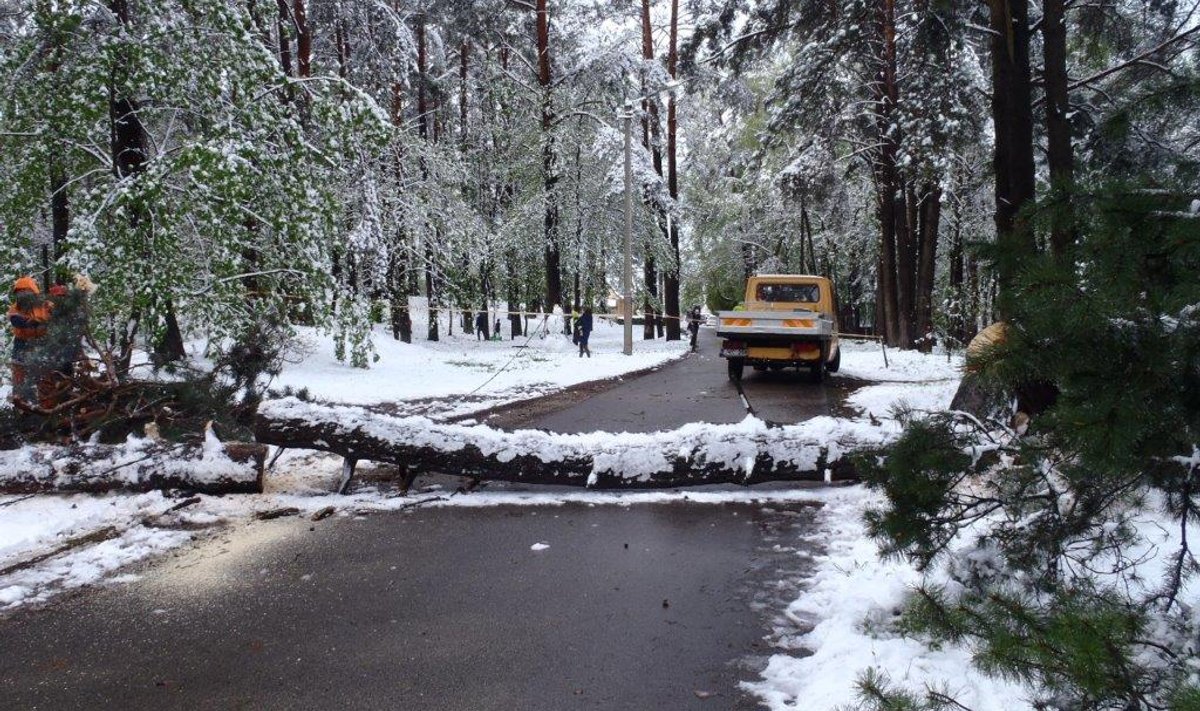 Stiprus vėjas jau pasiekė Vilnių, pranešama apie medžiais užverstus ...