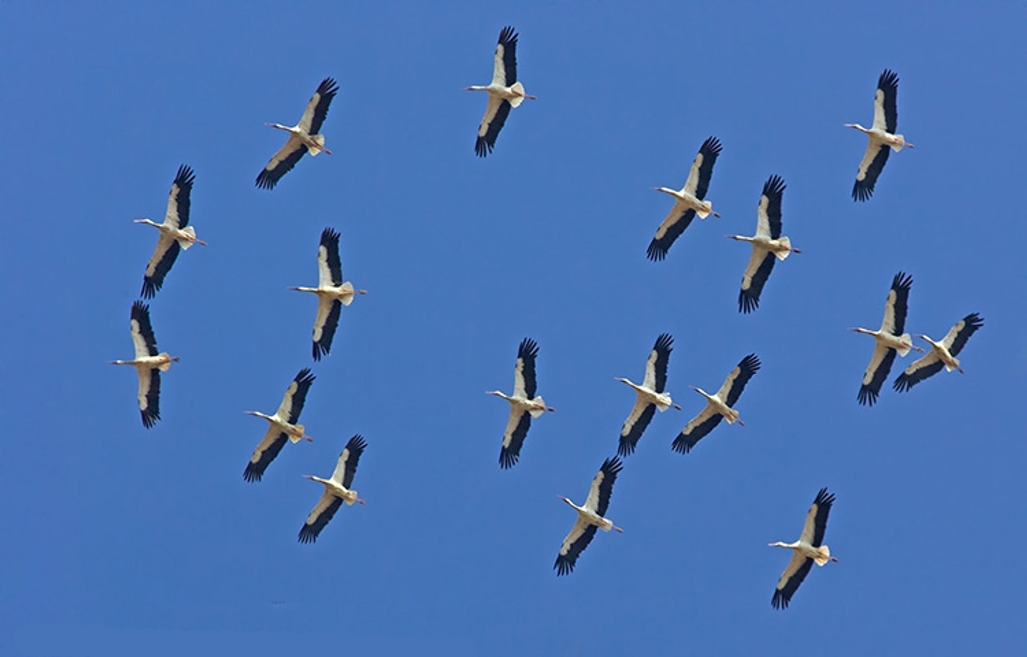 Lietuva atsisveikina su gandrais - Delfi grynas