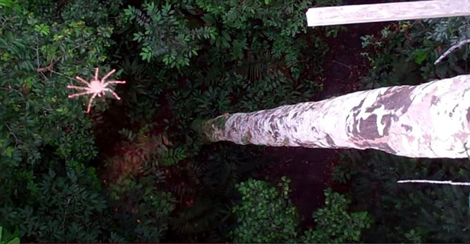 Atrasti didžiuliai sklendžiantys vorai - Delfi grynas