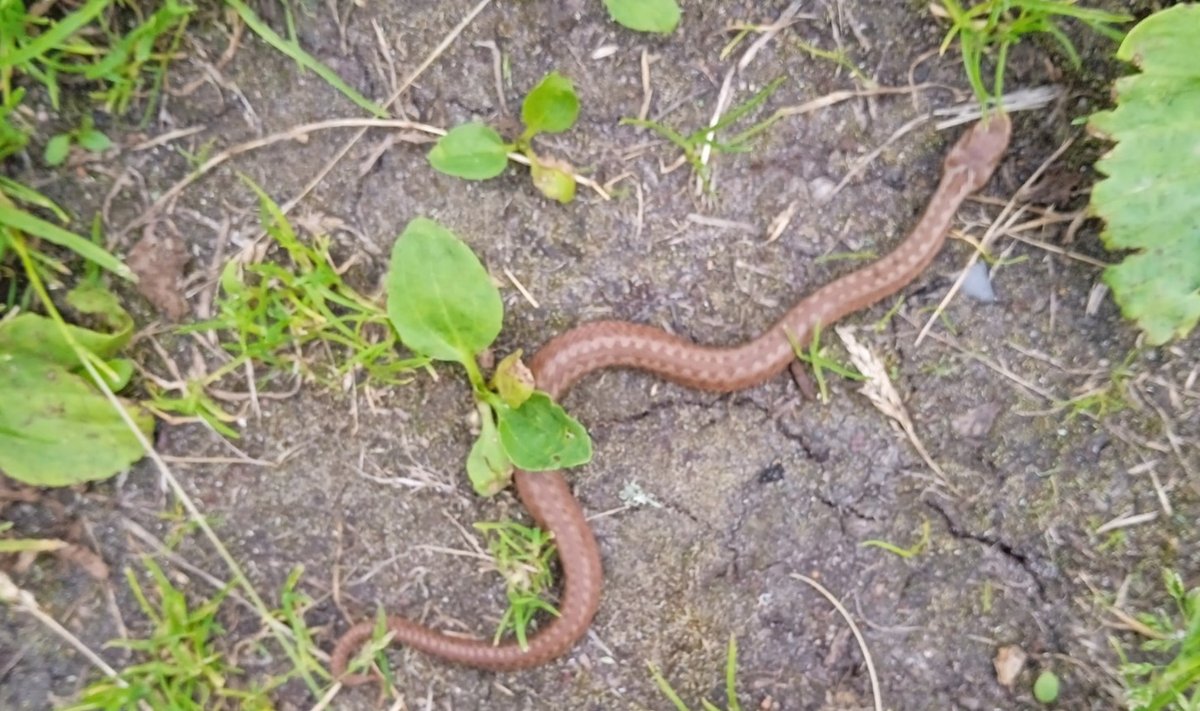 Kaip išprašyti angį iš kiemo - Delfi grynas